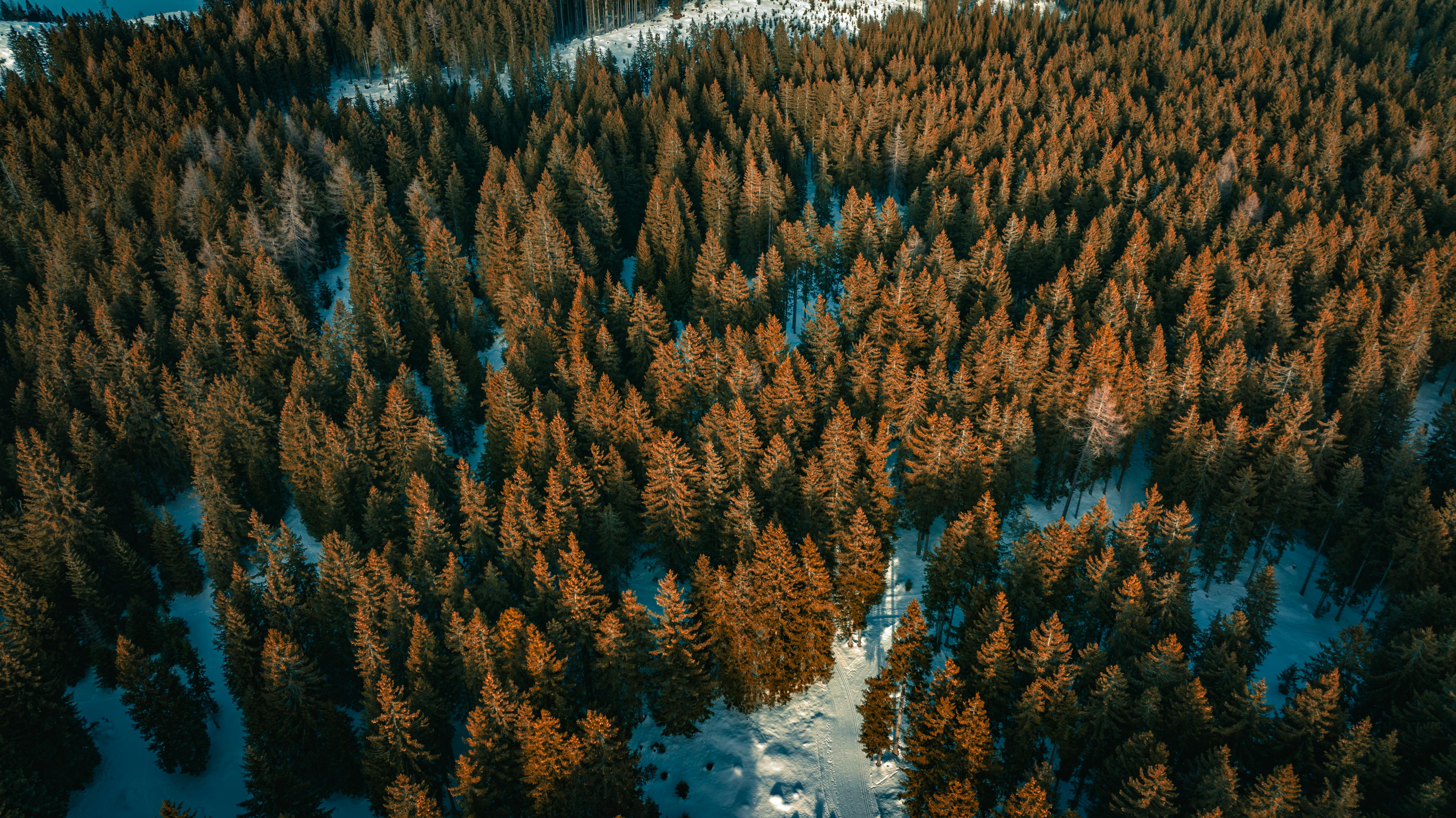 Aerial View of Pine Trees in the Forest · Free Stock Photo