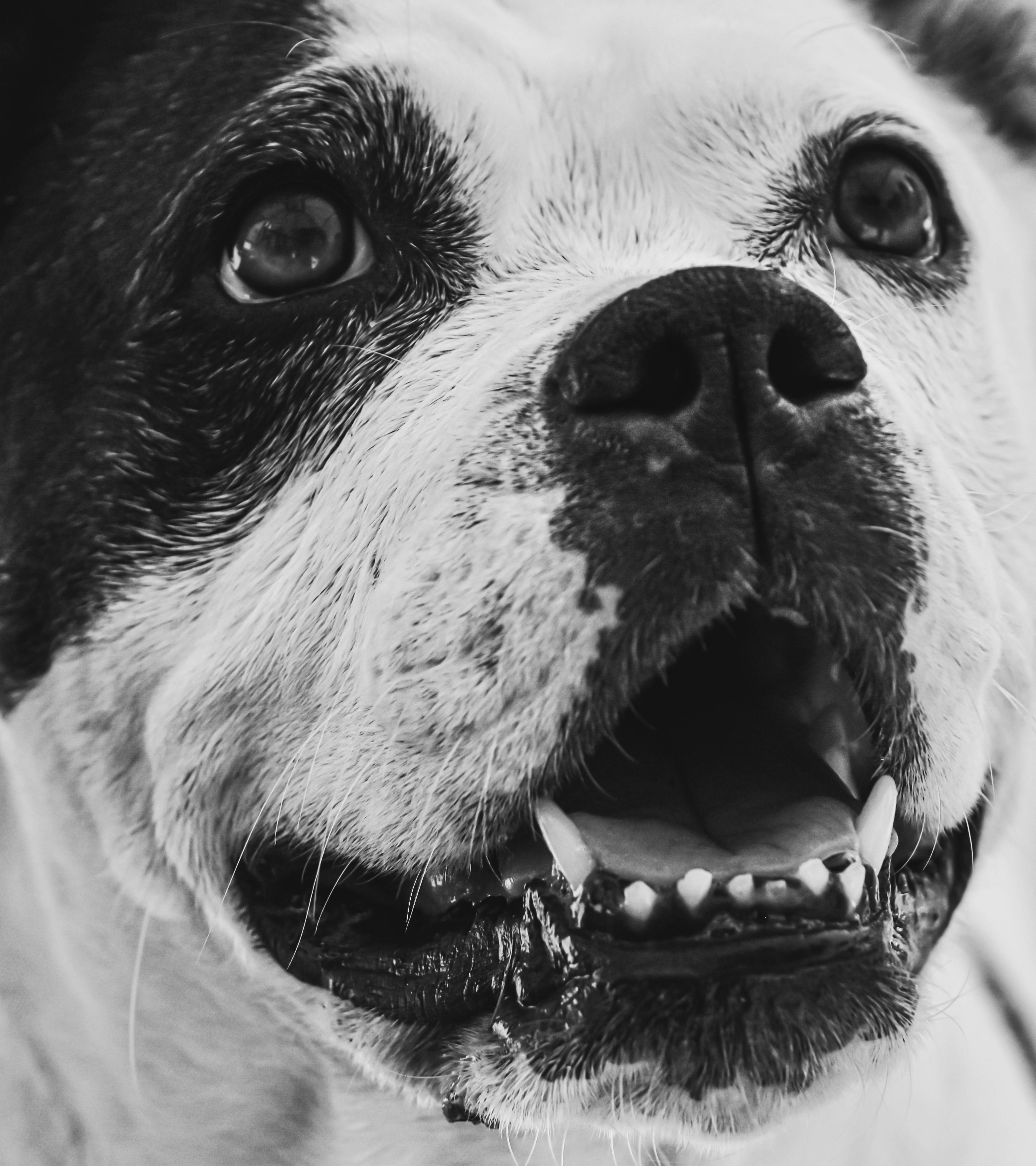 Grayscale Photo of Dog and Puppies · Free Stock Photo
