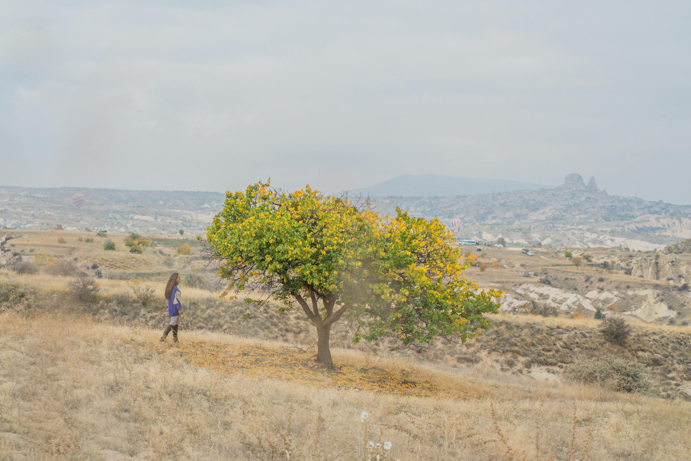 A Person Walking by a Tree · Free Stock Photo