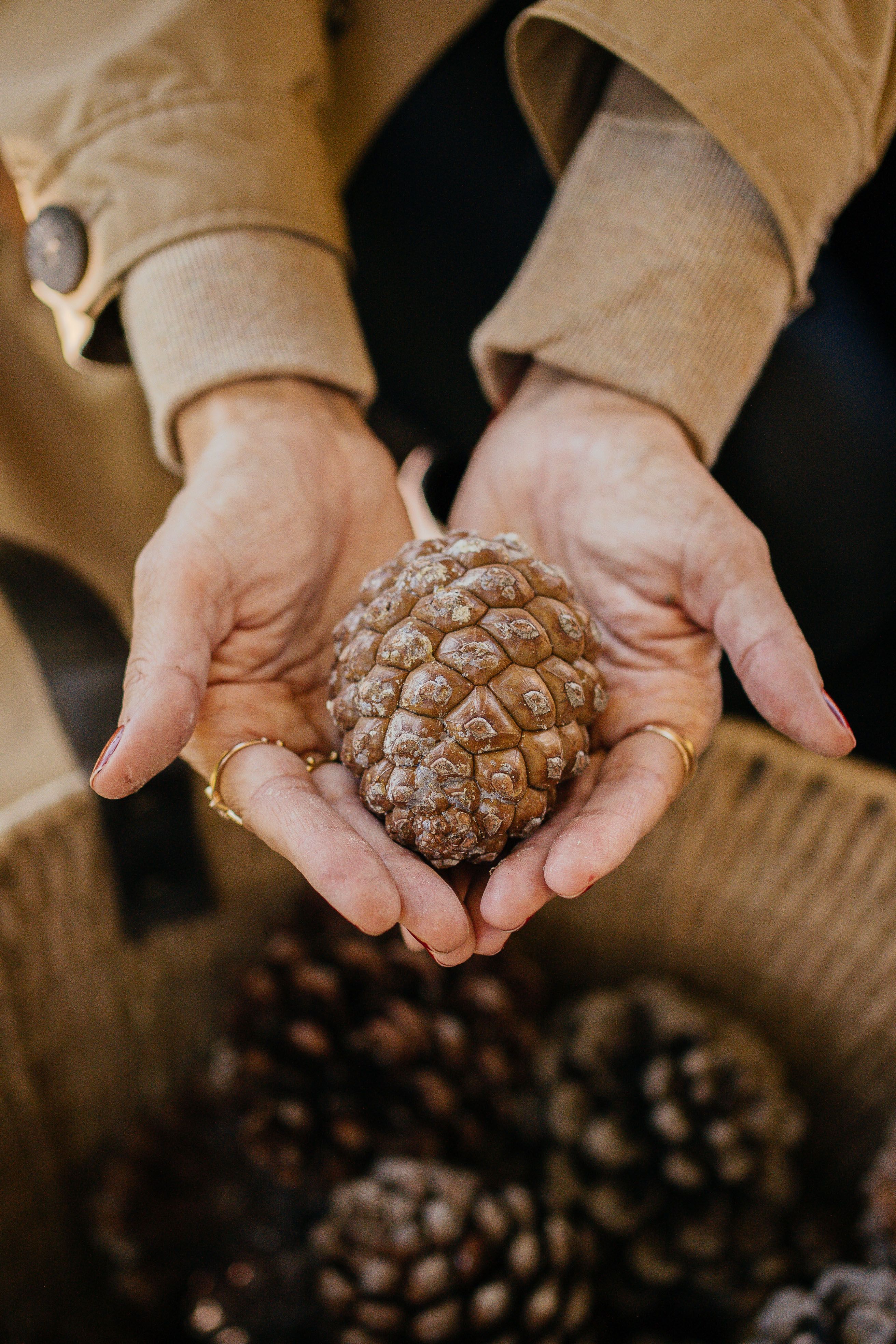20+ Best Pinecone Photos · 100% Free Download · Pexels Stock Photos