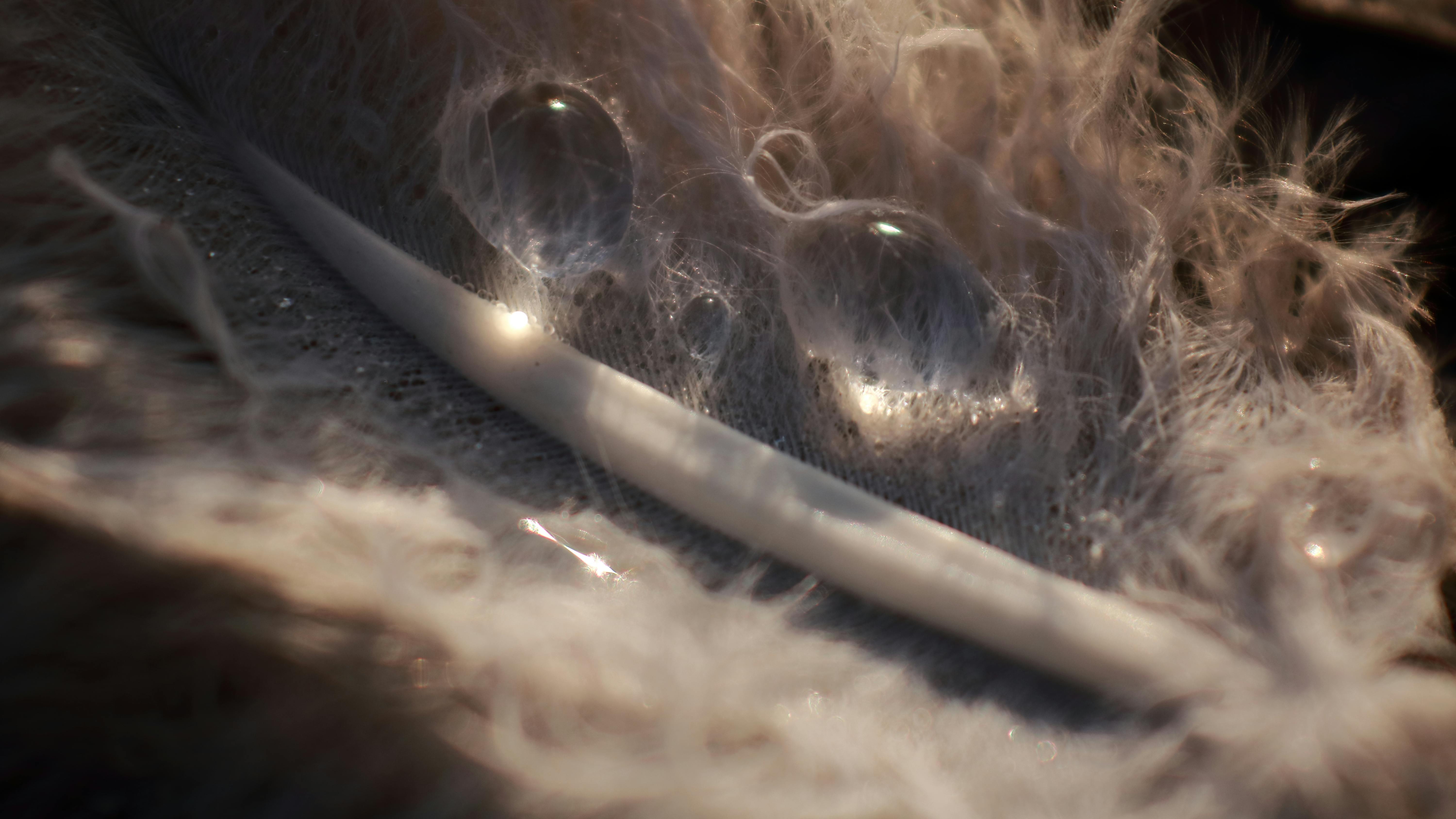 Free stock photo of feather