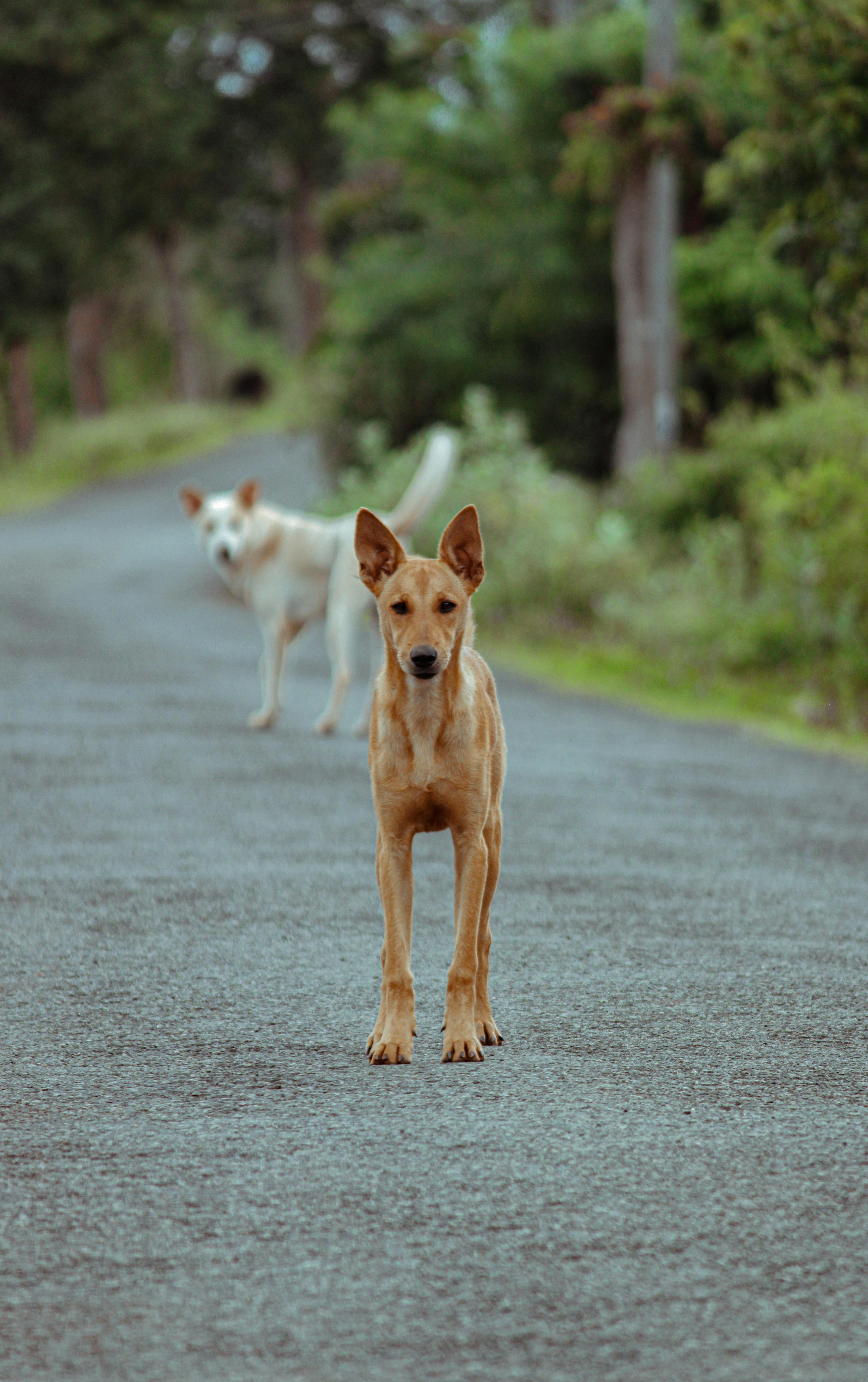 Two Dogs on the Road · Free Stock Photo