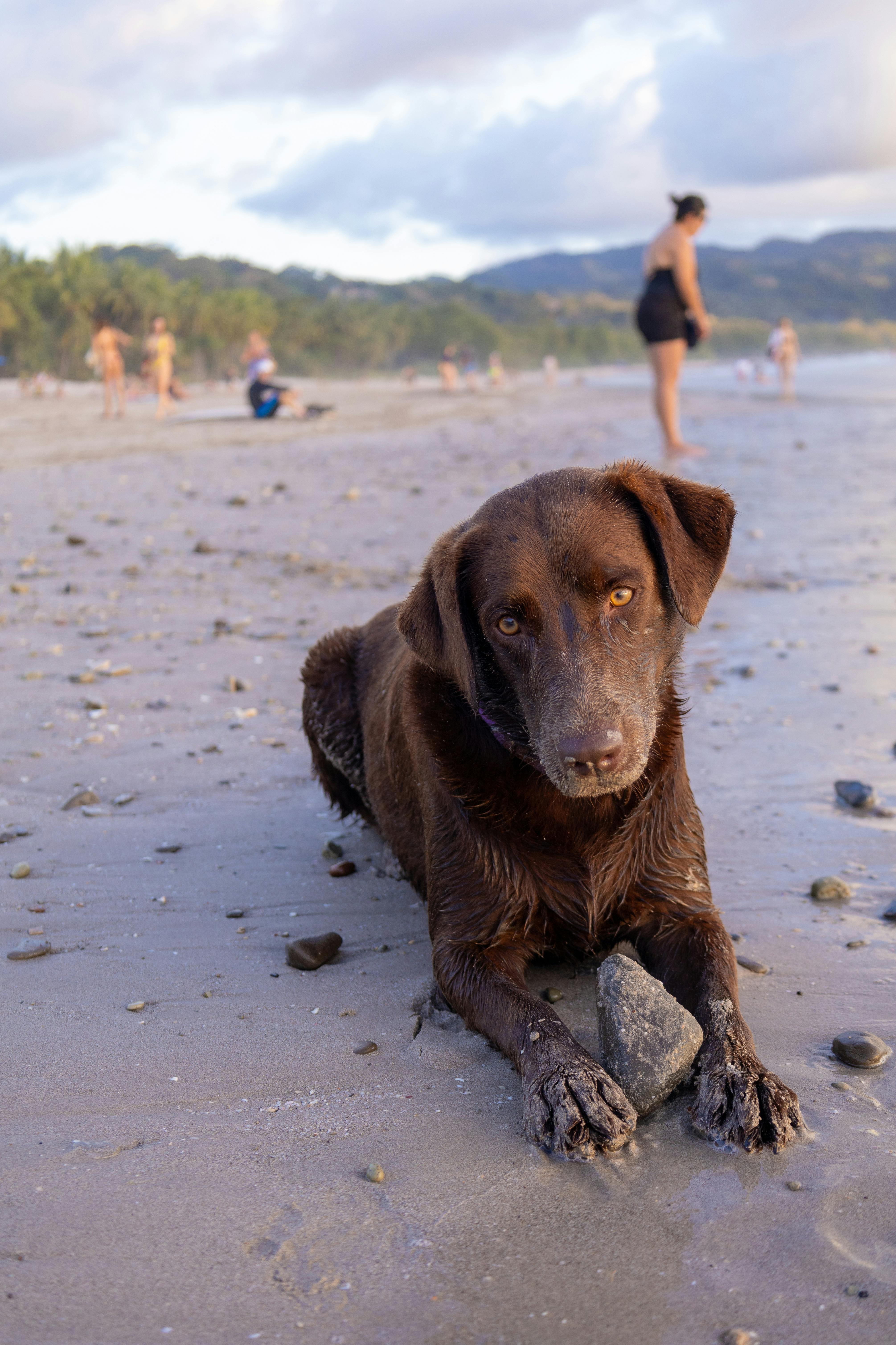 A Brown Labrador Retriever Looking Up · Free Stock Photo