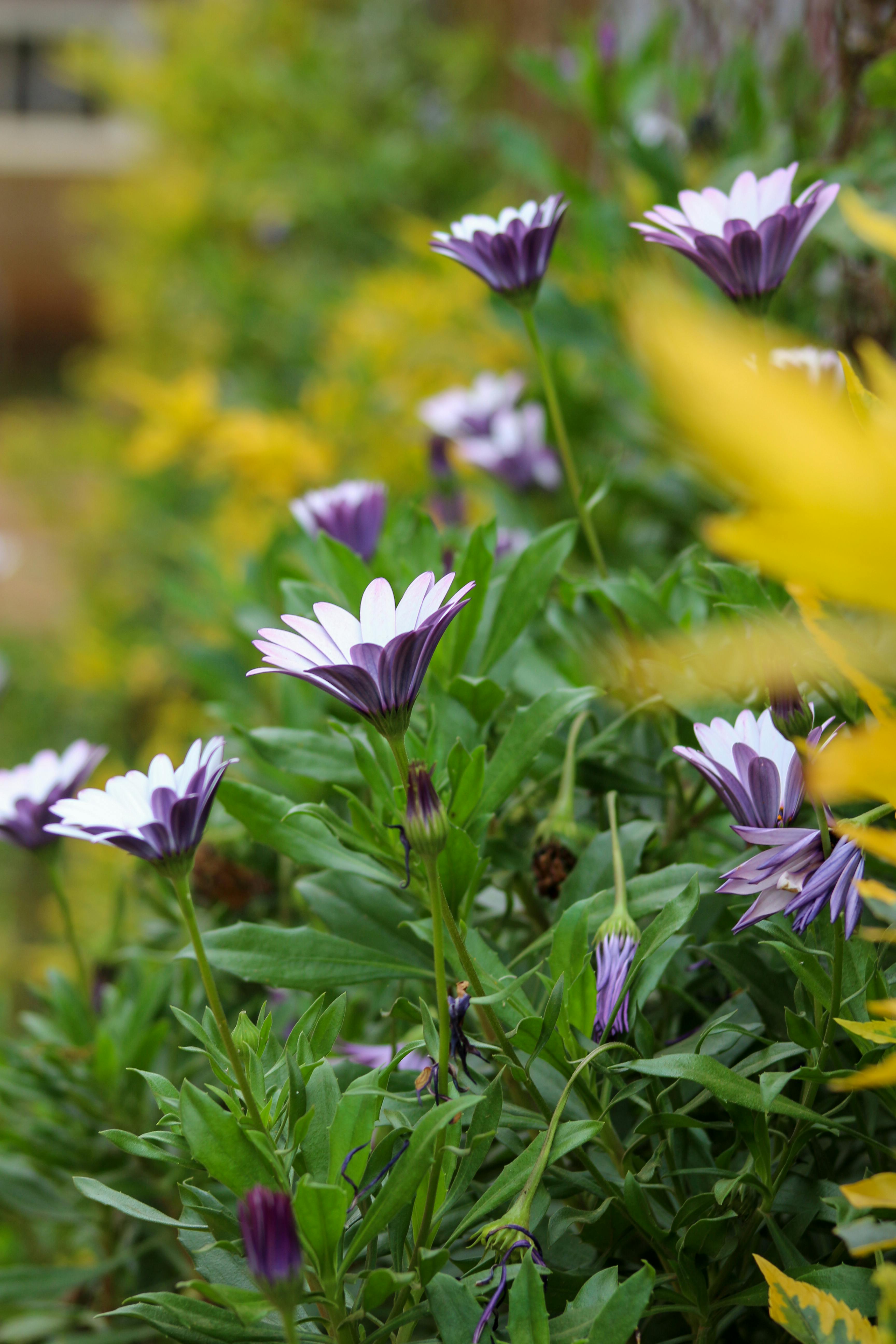 Kenyan Plants Photos, Download The BEST Free Kenyan Plants Stock Photos & HD Images