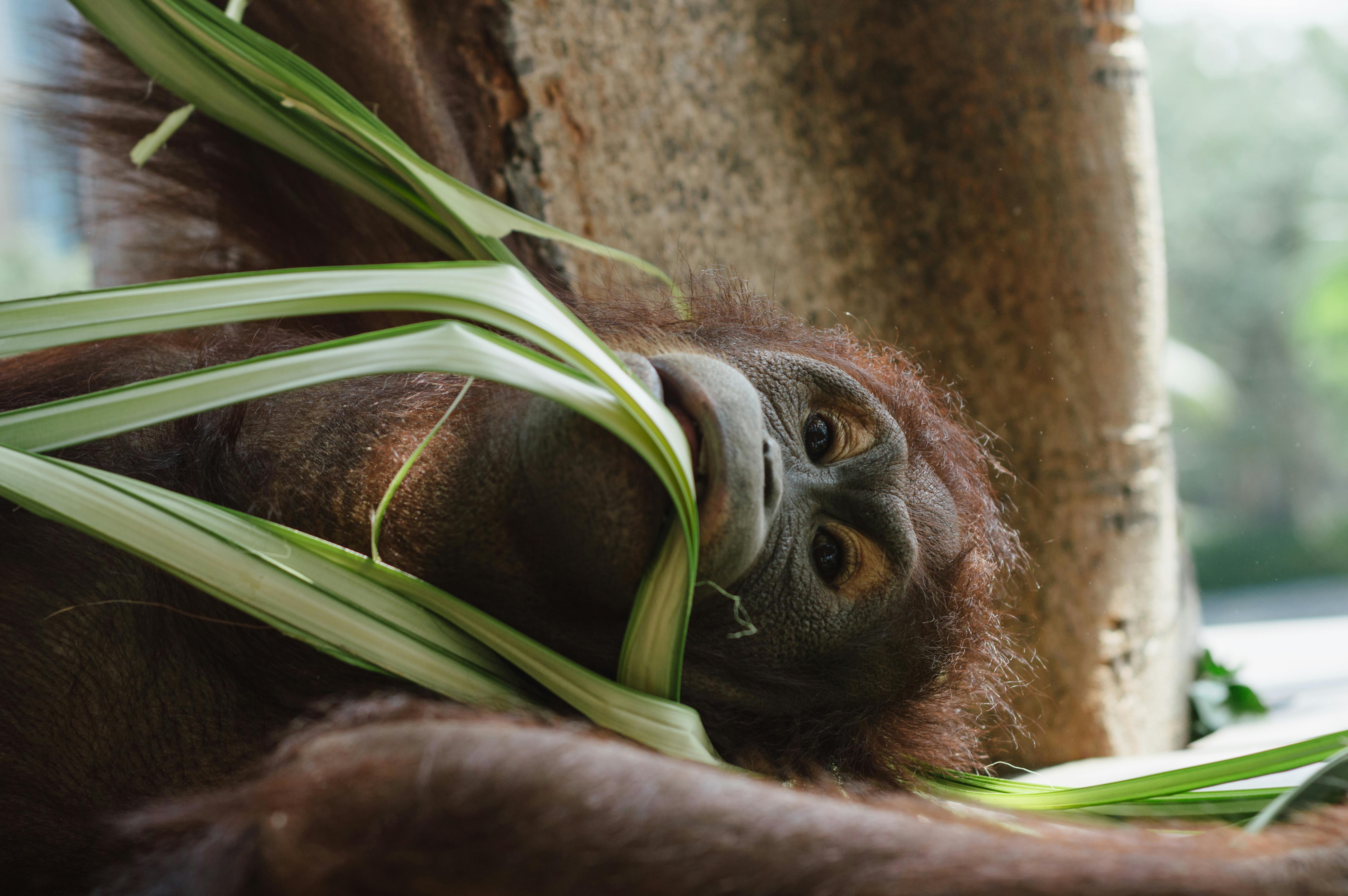 Ape Biting Leaves while Lying Down · Free Stock Photo
