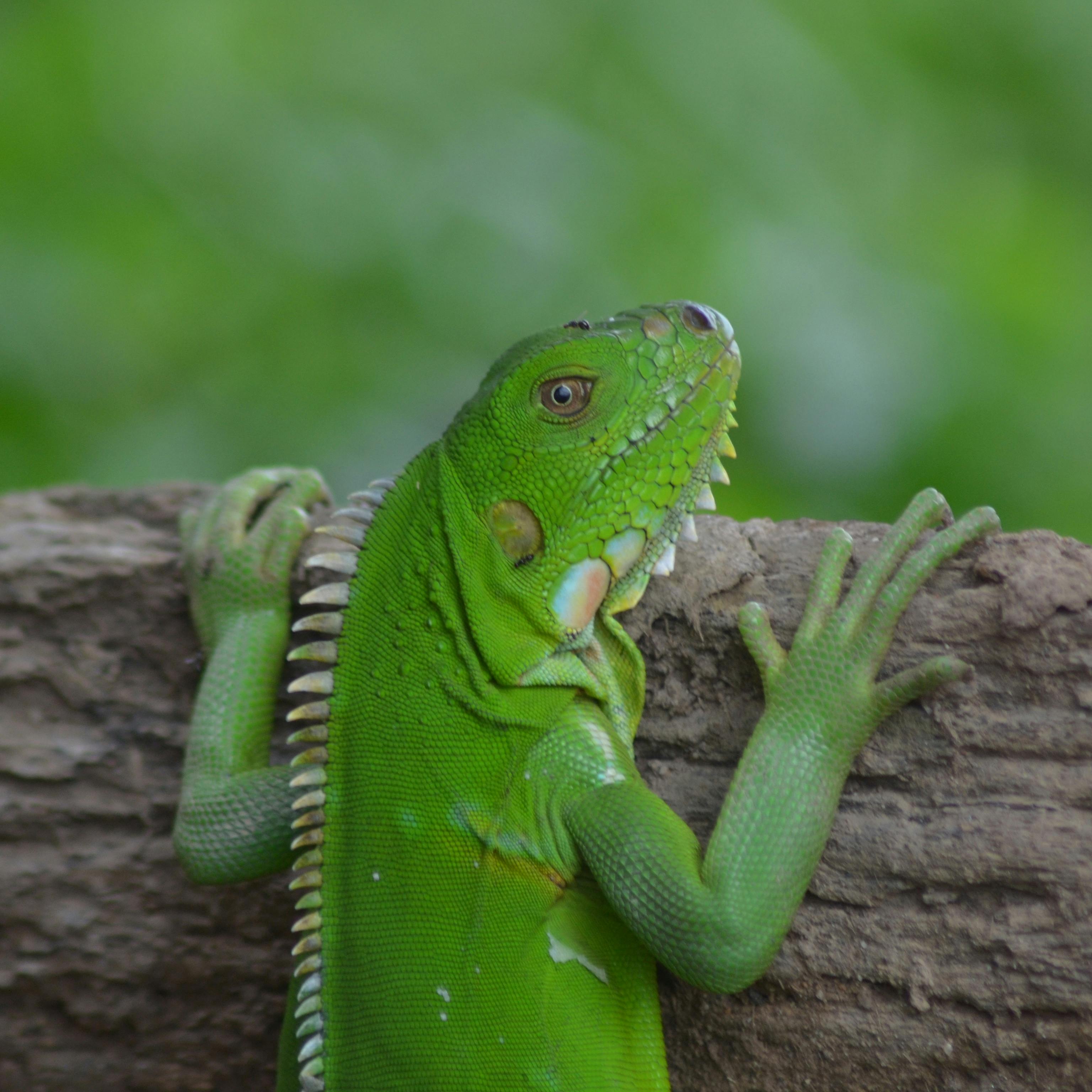 Green Lizard · Free Stock Photo