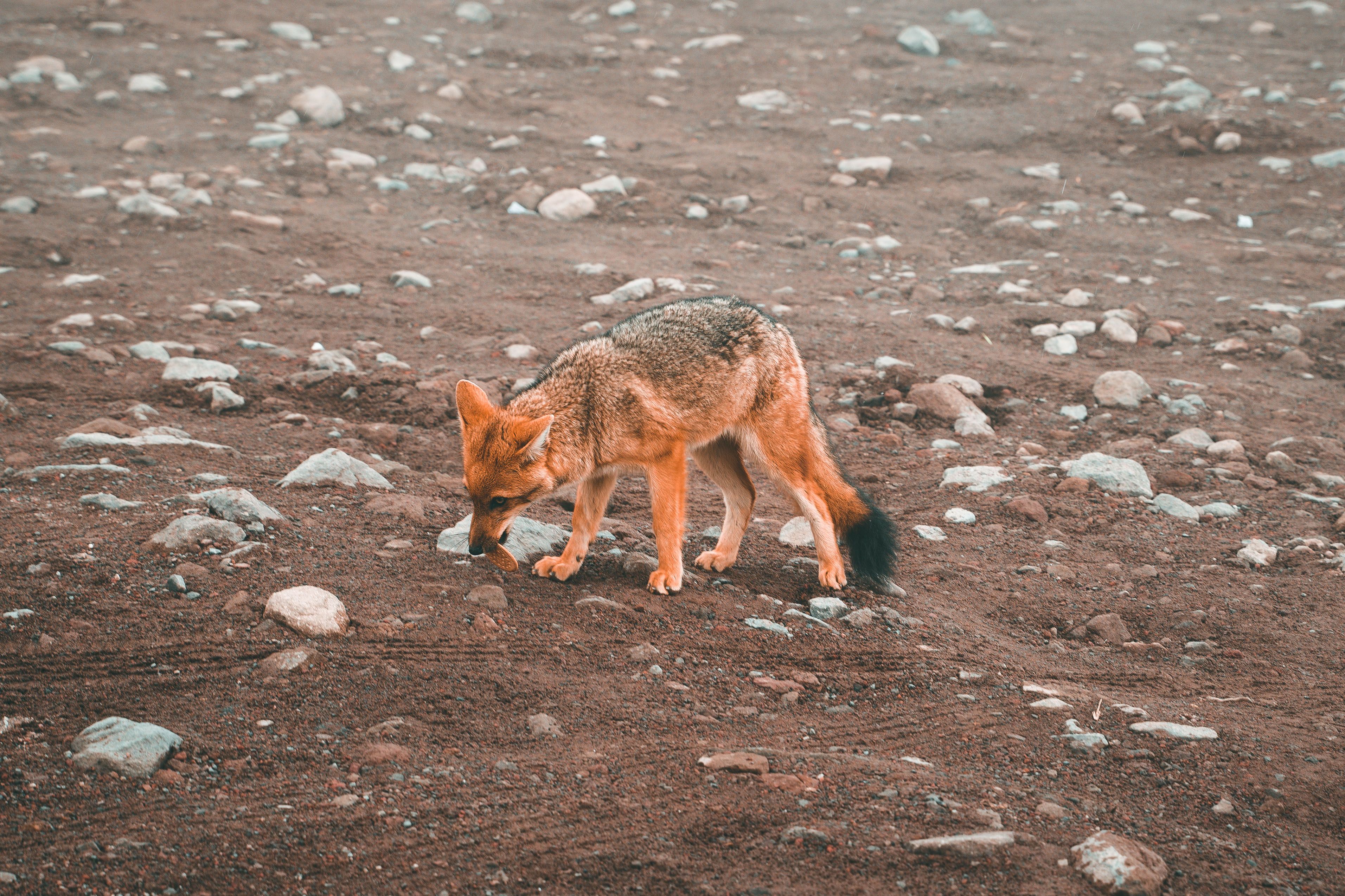 Images Fox Eat Photos, Download The BEST Free Images Fox Eat Stock ...