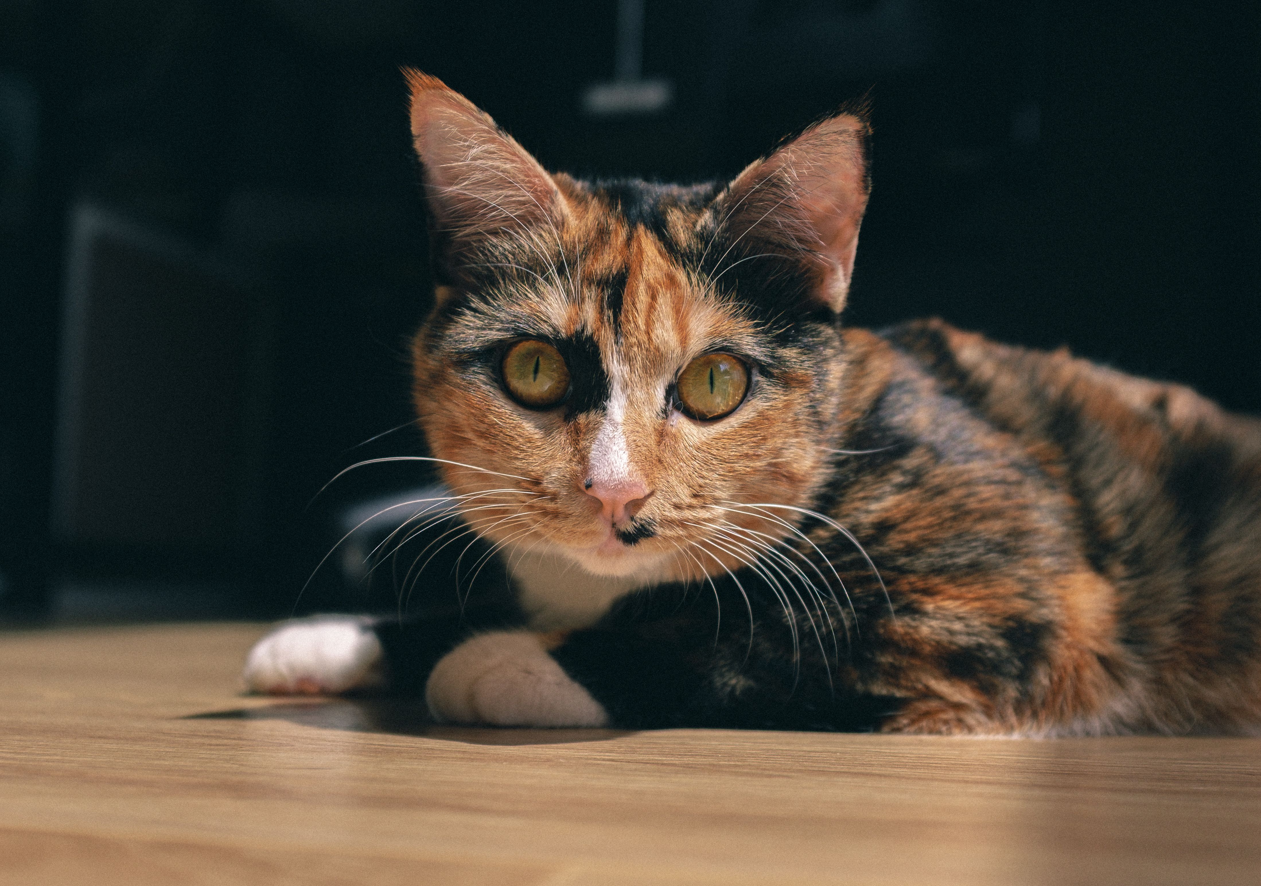 Tortoiseshell Coat Photos, Download The BEST Free Tortoiseshell Coat ...