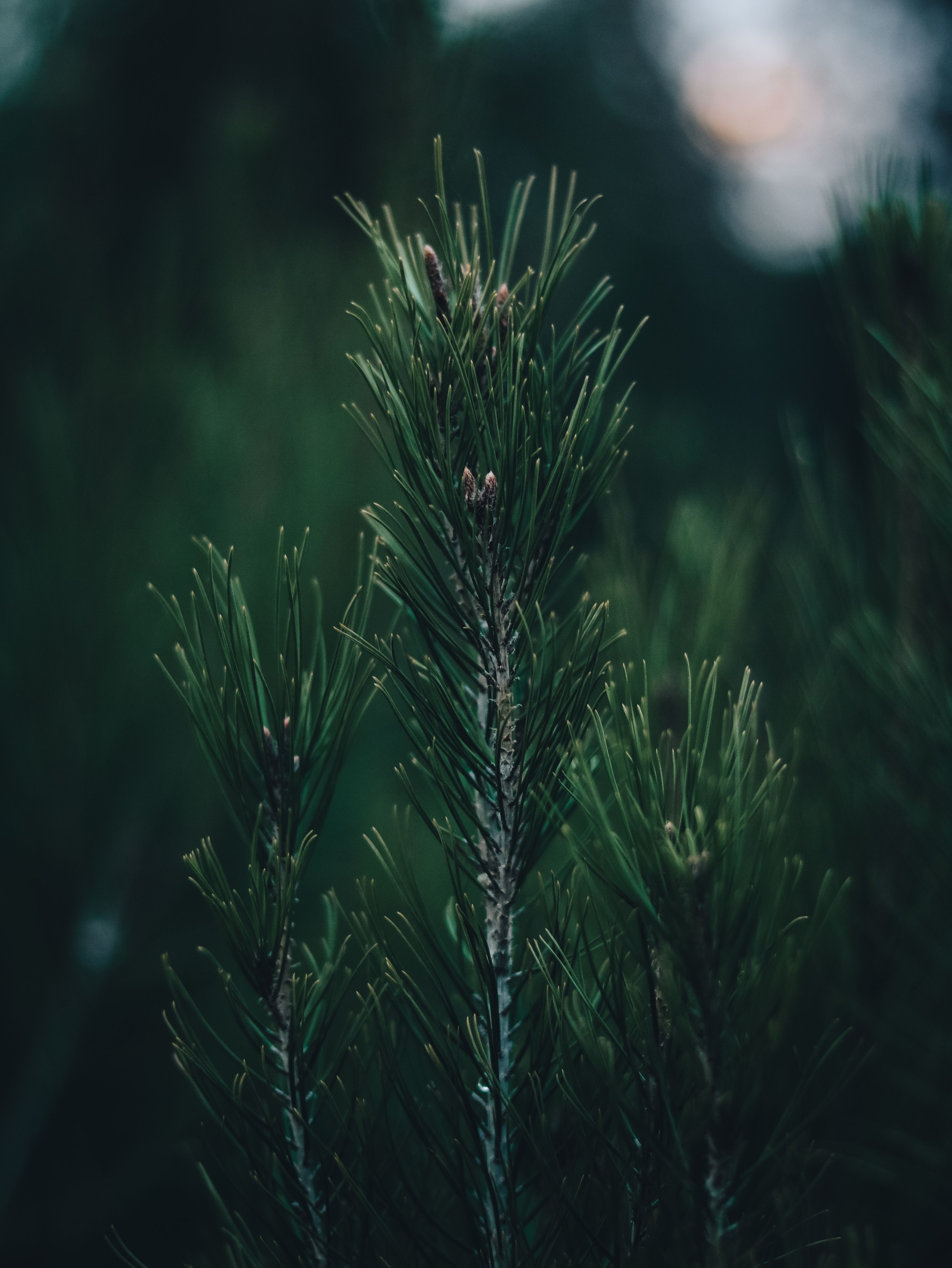 Close-up of a Conifer Tree Branch · Free Stock Photo