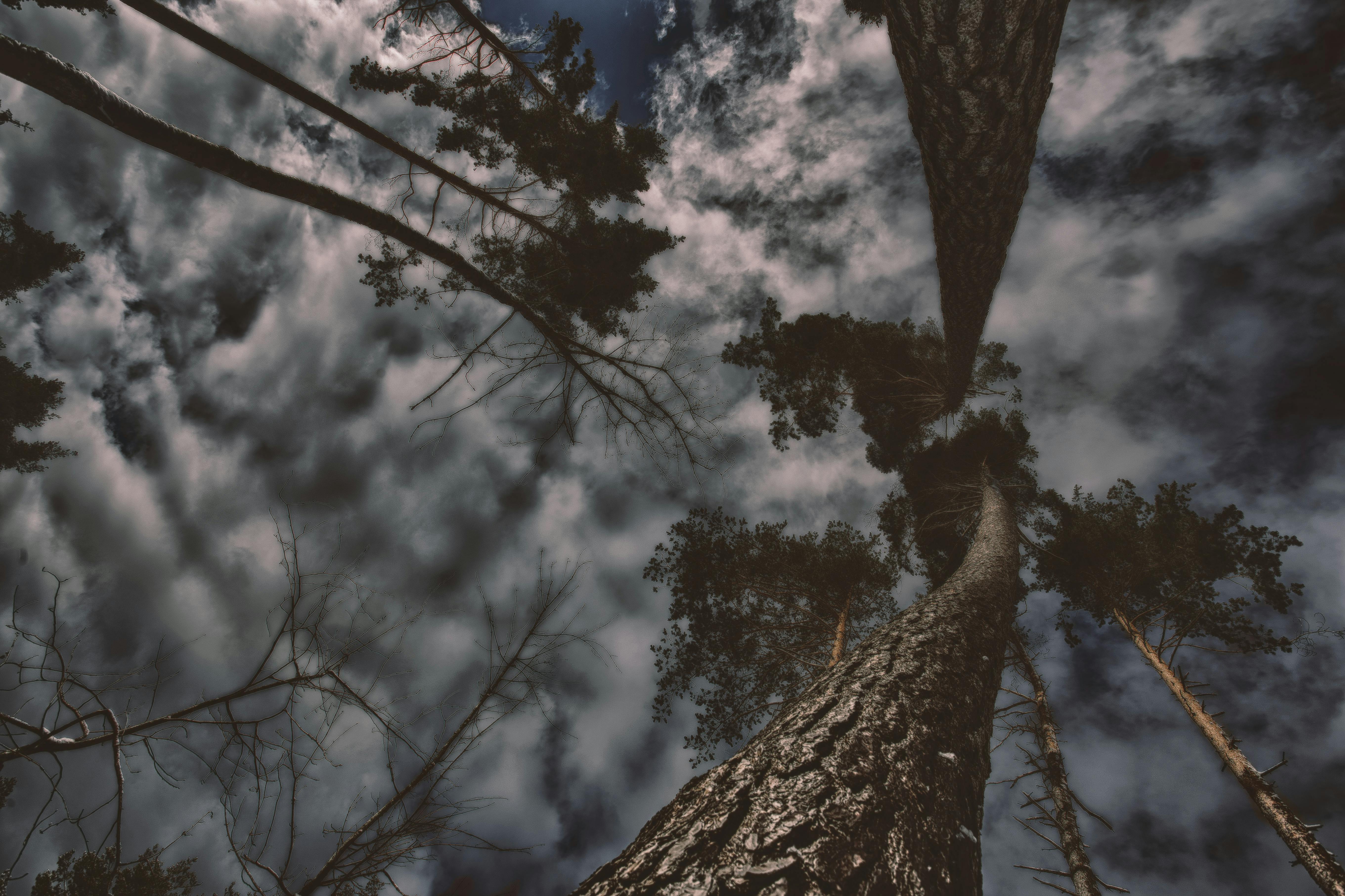 Photo of Gray Trees With Clouds · Free Stock Photo