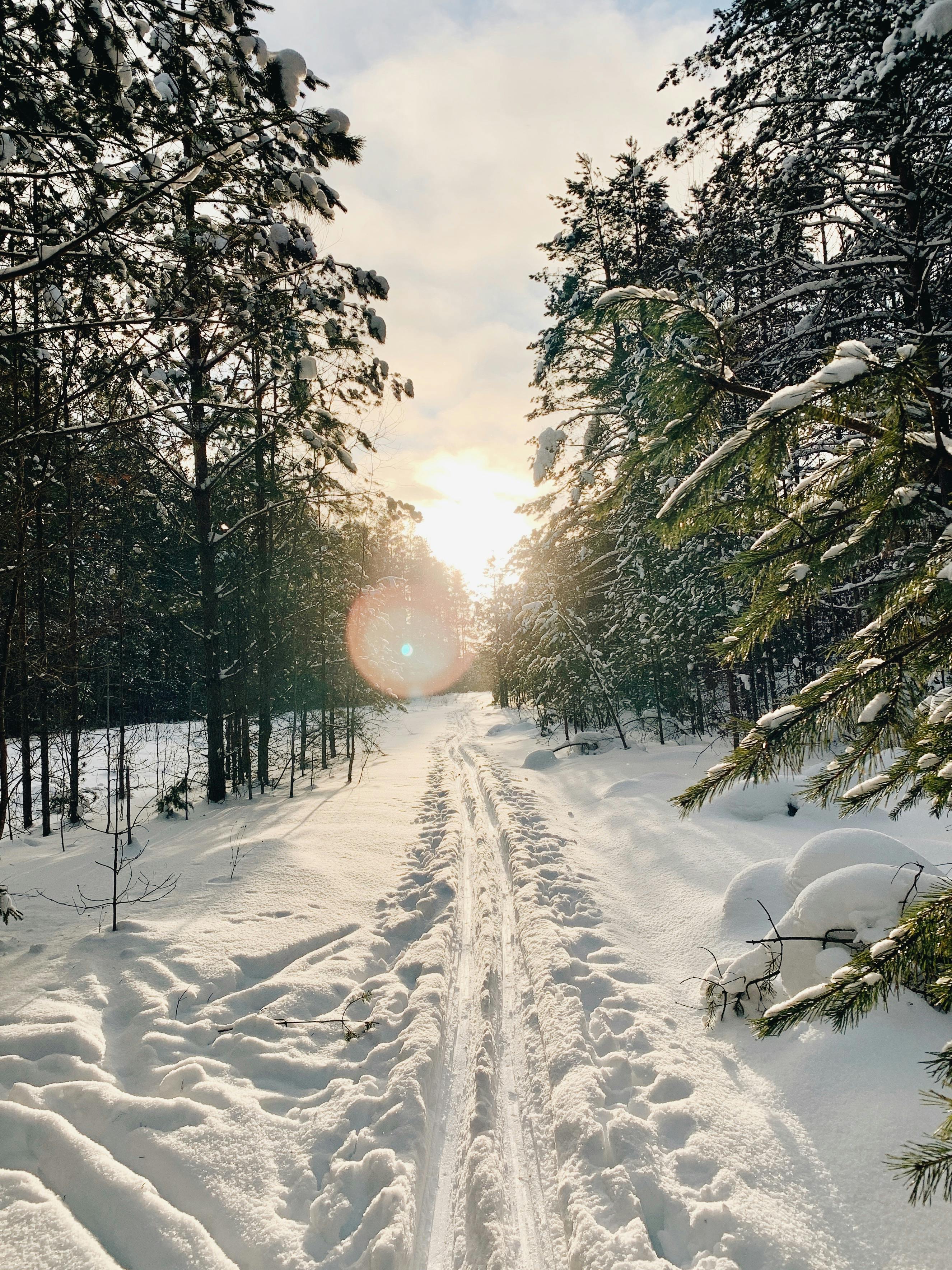 Trees and Snow Covered Ground · Free Stock Photo
