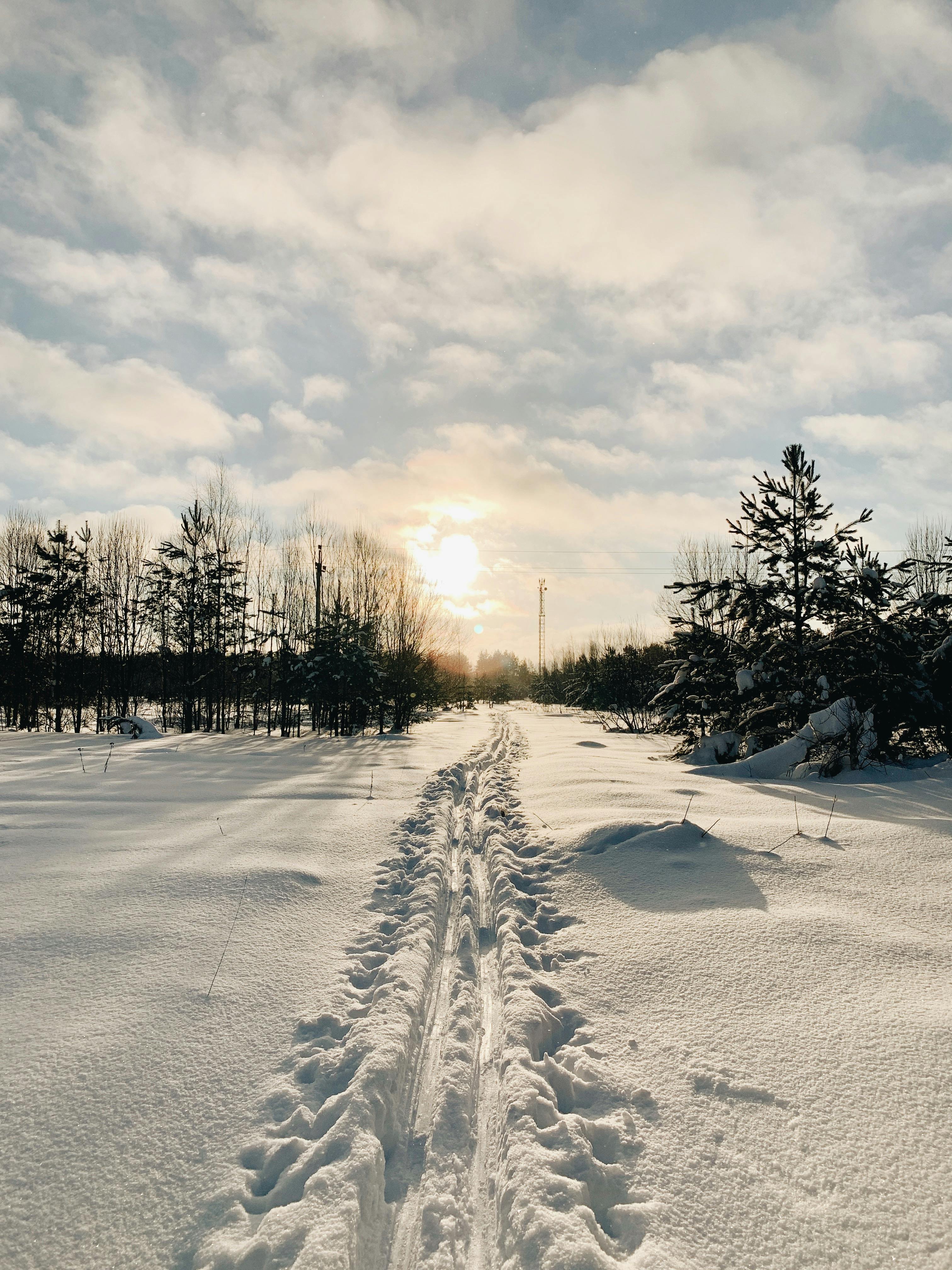 Woman Running Between Trees · Free Stock Photo