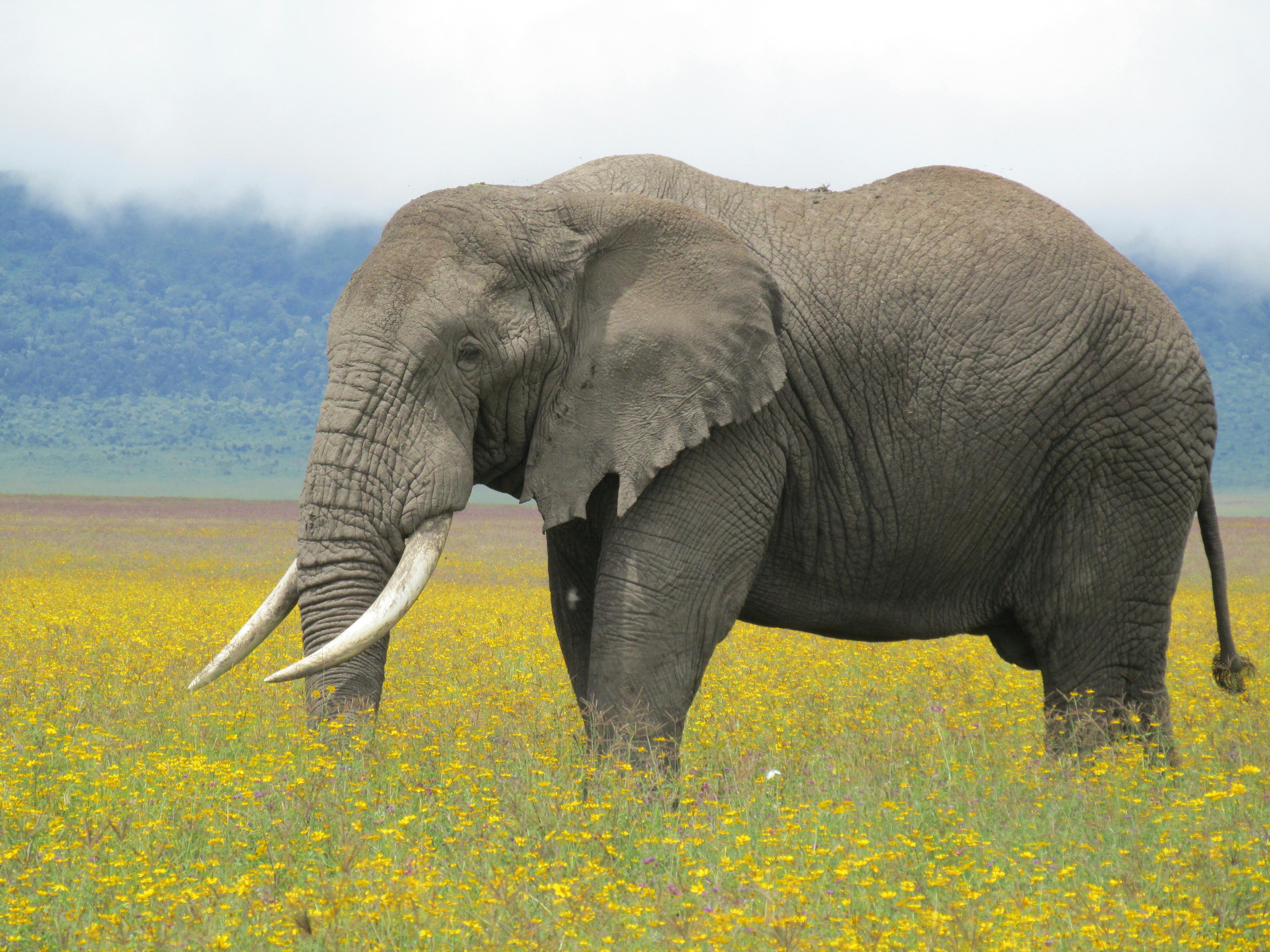 Elephant Standing in Meadow · Free Stock Photo