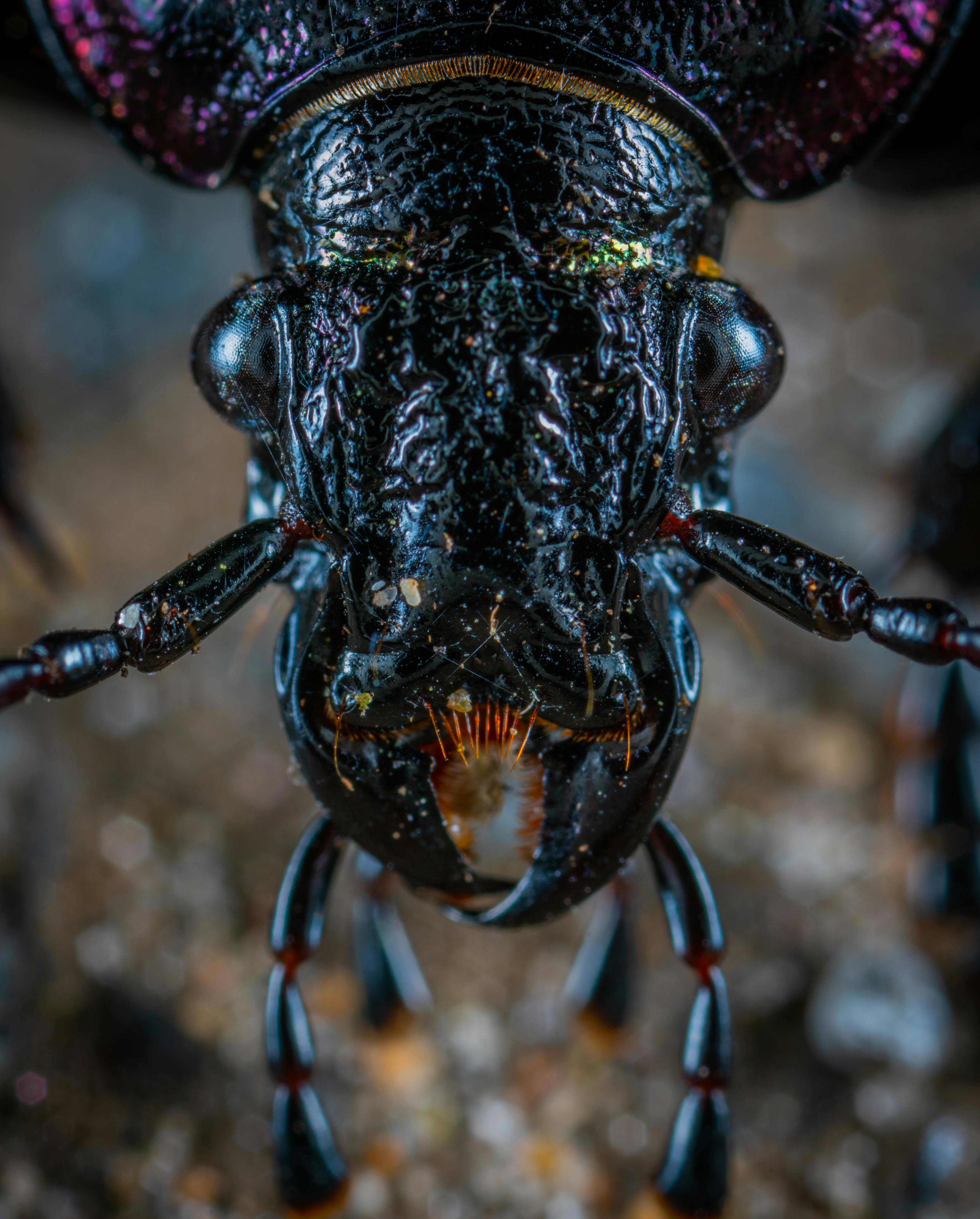 Closeup Photo of Black Insect · Free Stock Photo