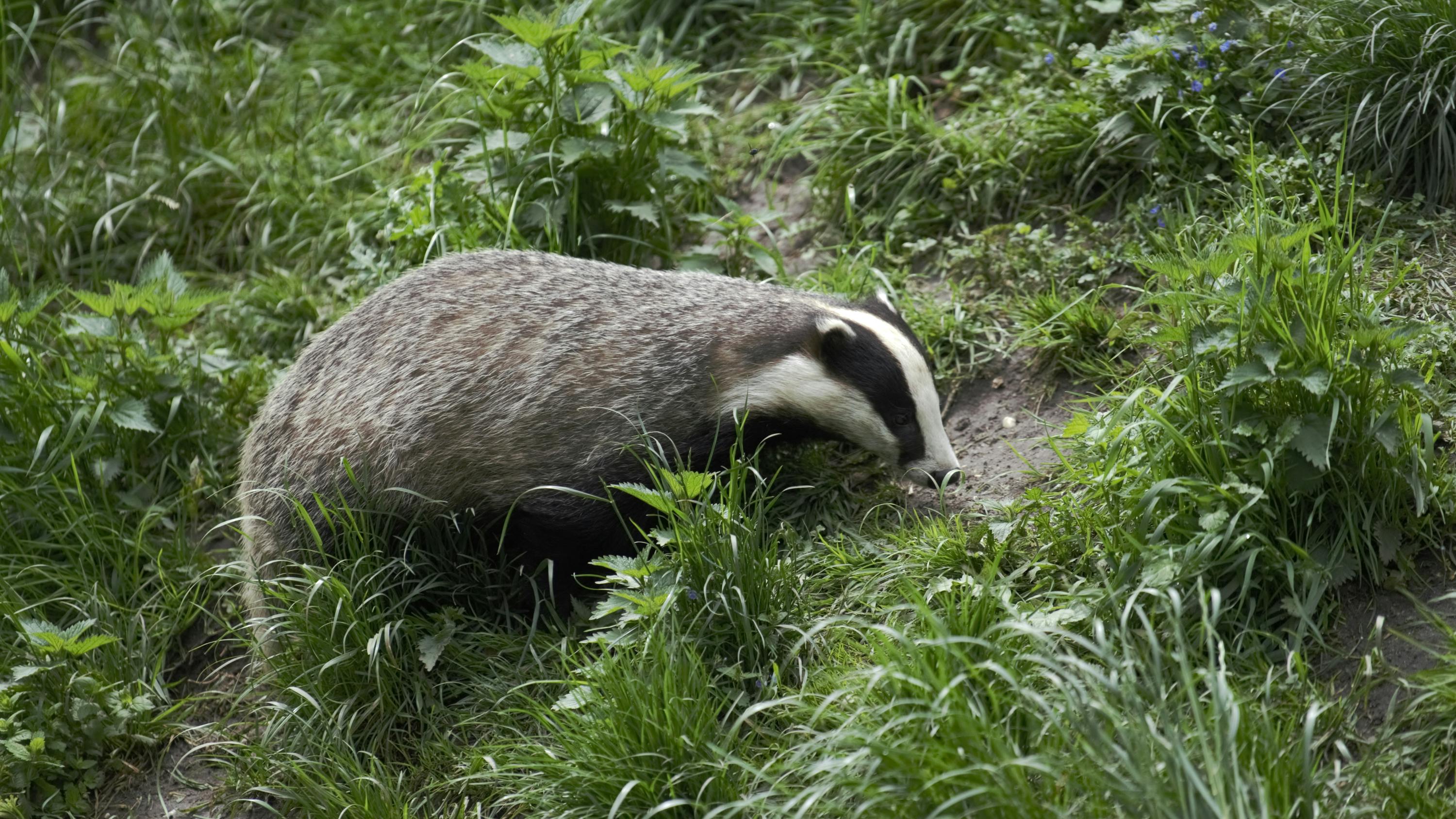 Badger Photos, Download The BEST Free Badger Stock Photos & HD Images