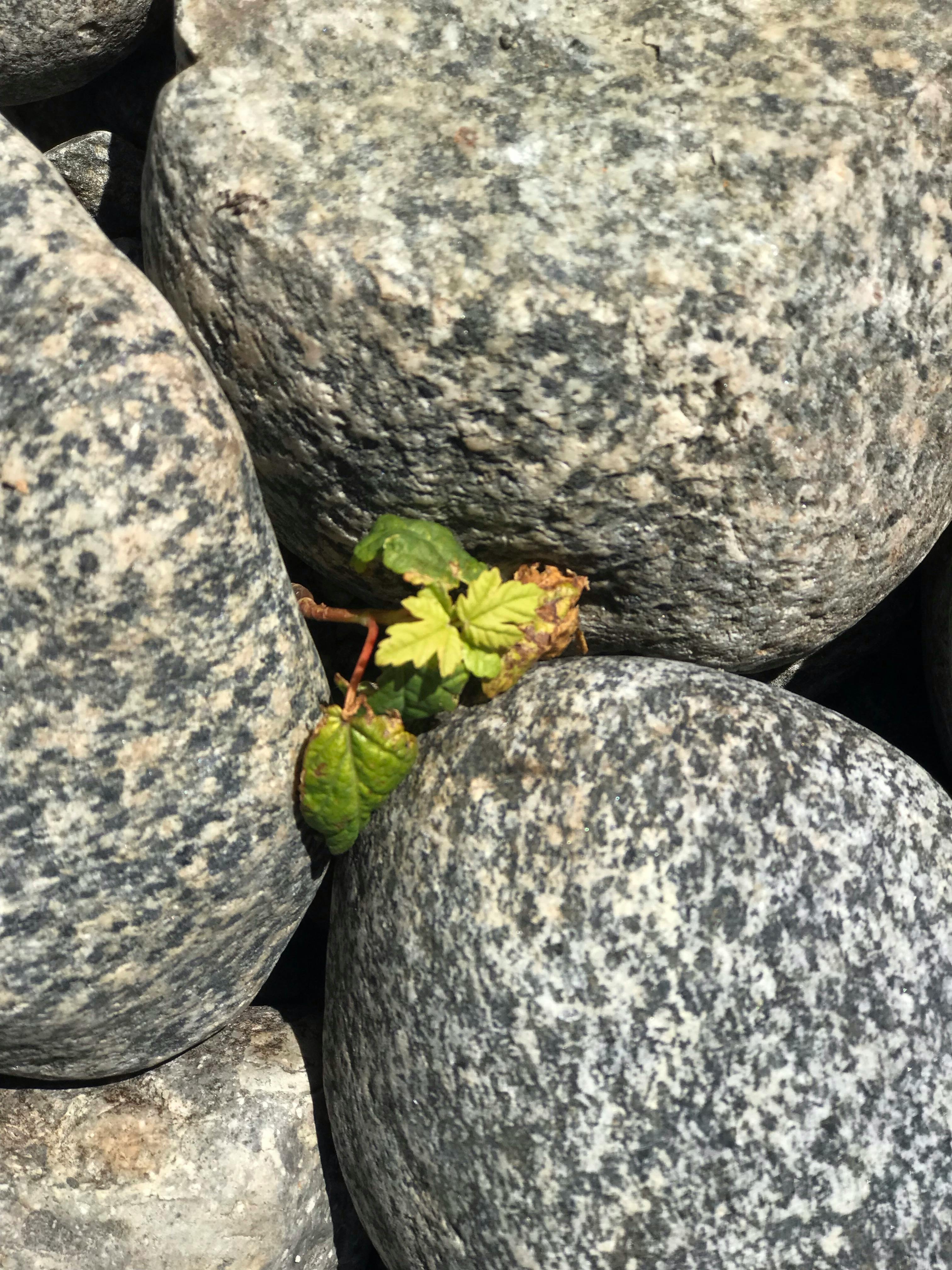 Mario Papich - Photography