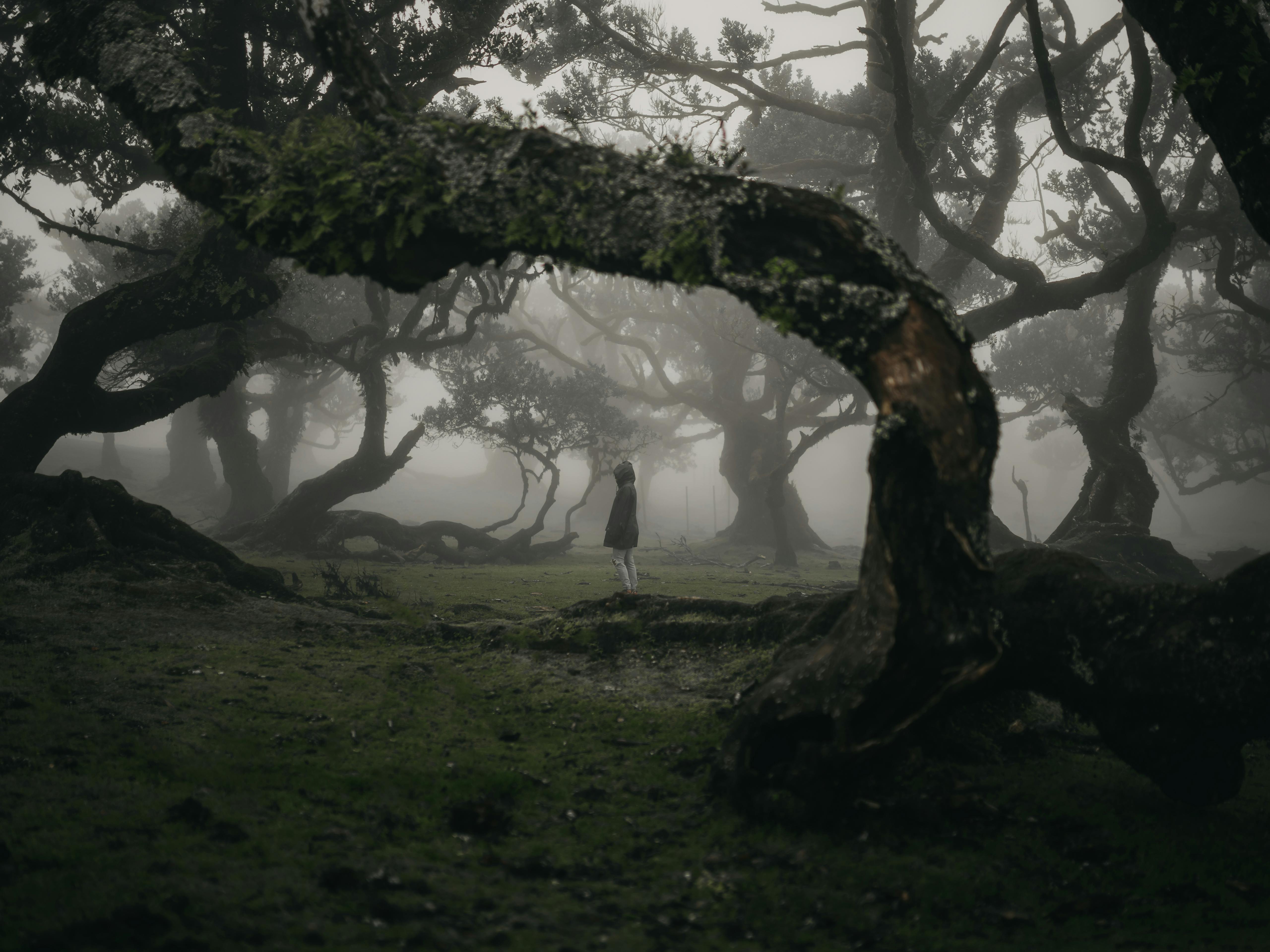 A Person Standing Near Trees · Free Stock Photo