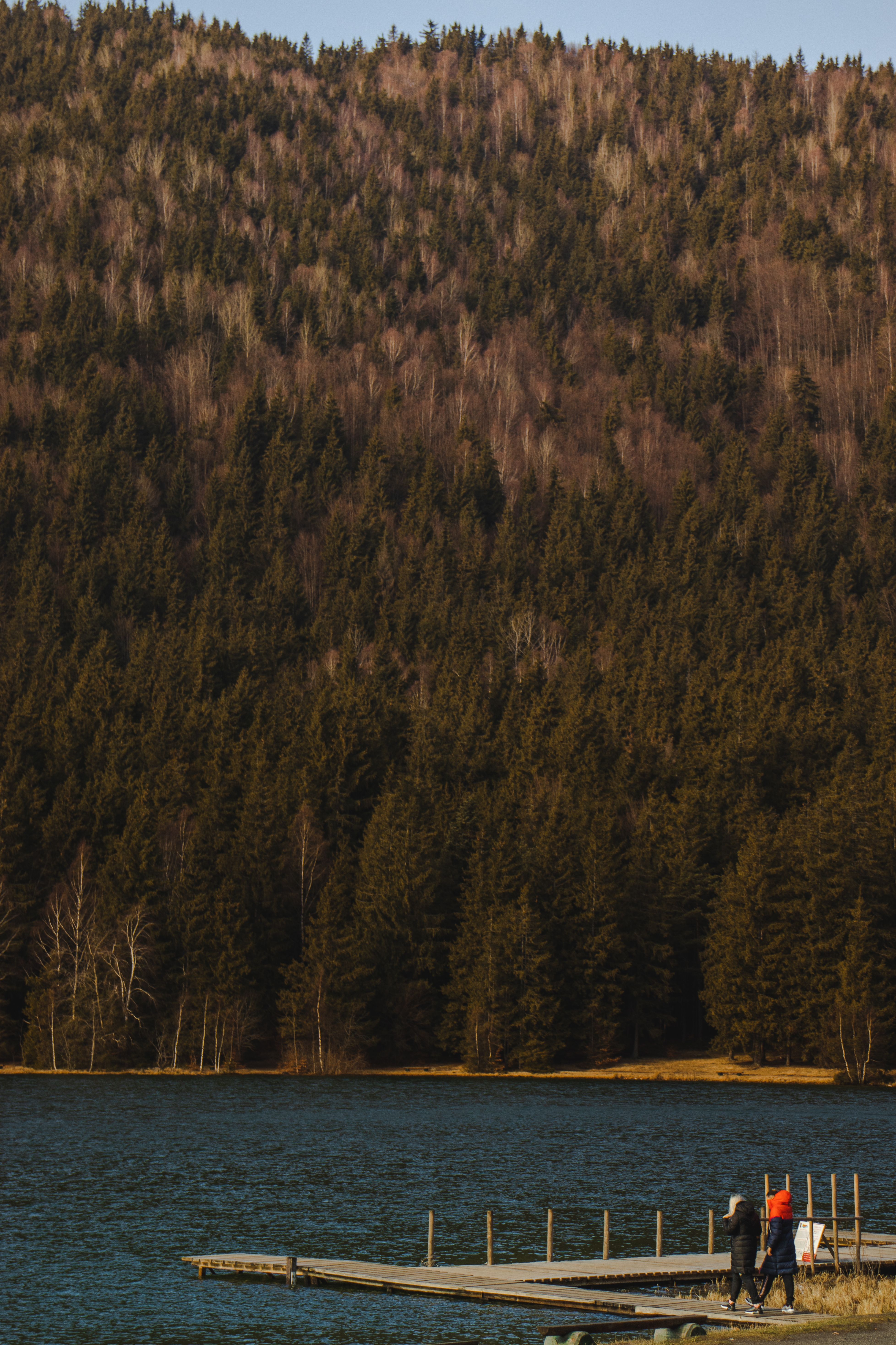 Green and Brown Trees near Lake · Free Stock Photo