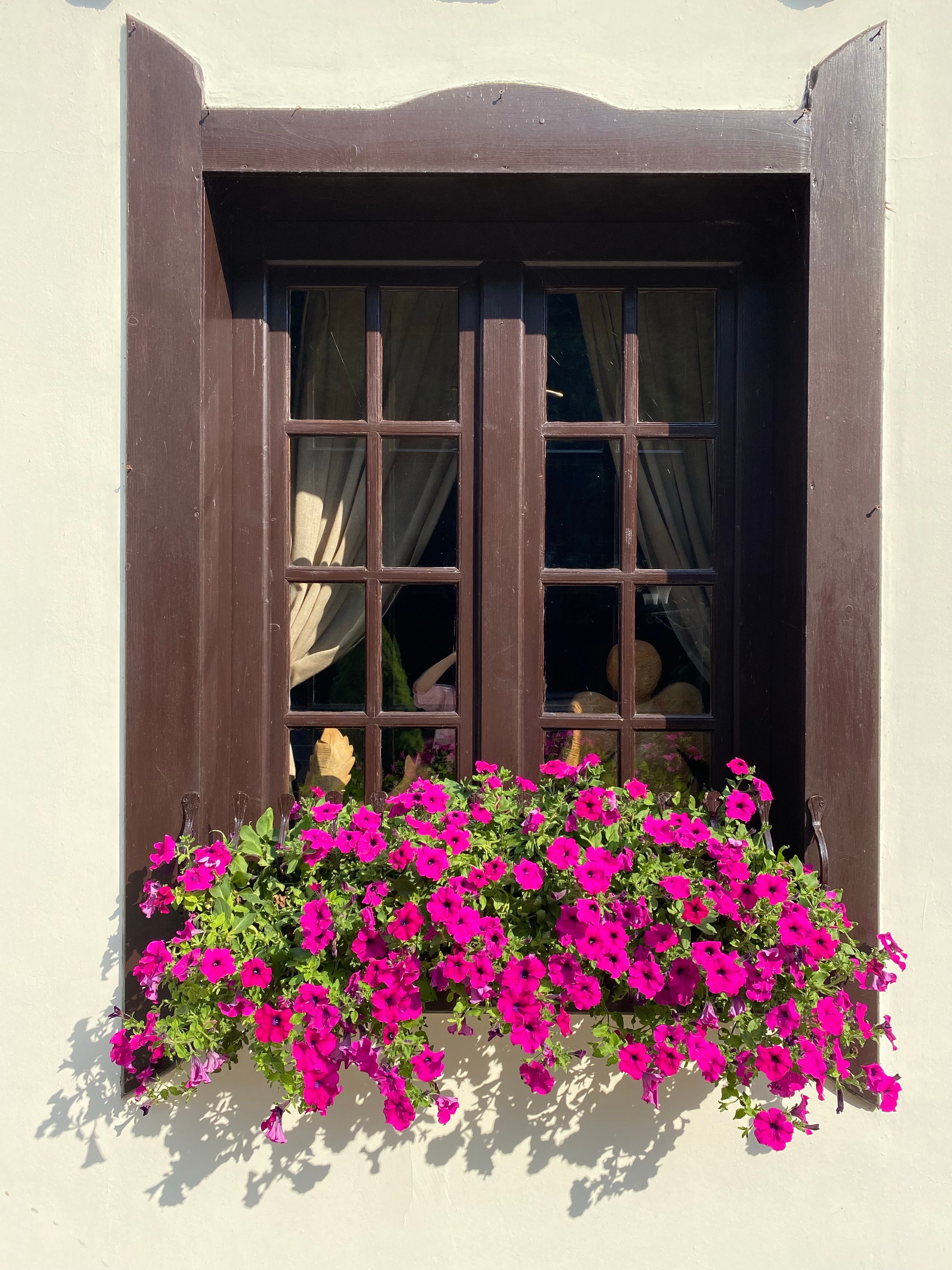 Pink Flowers in Front of Brown Wooden Framed Glass Window · Free Stock ...