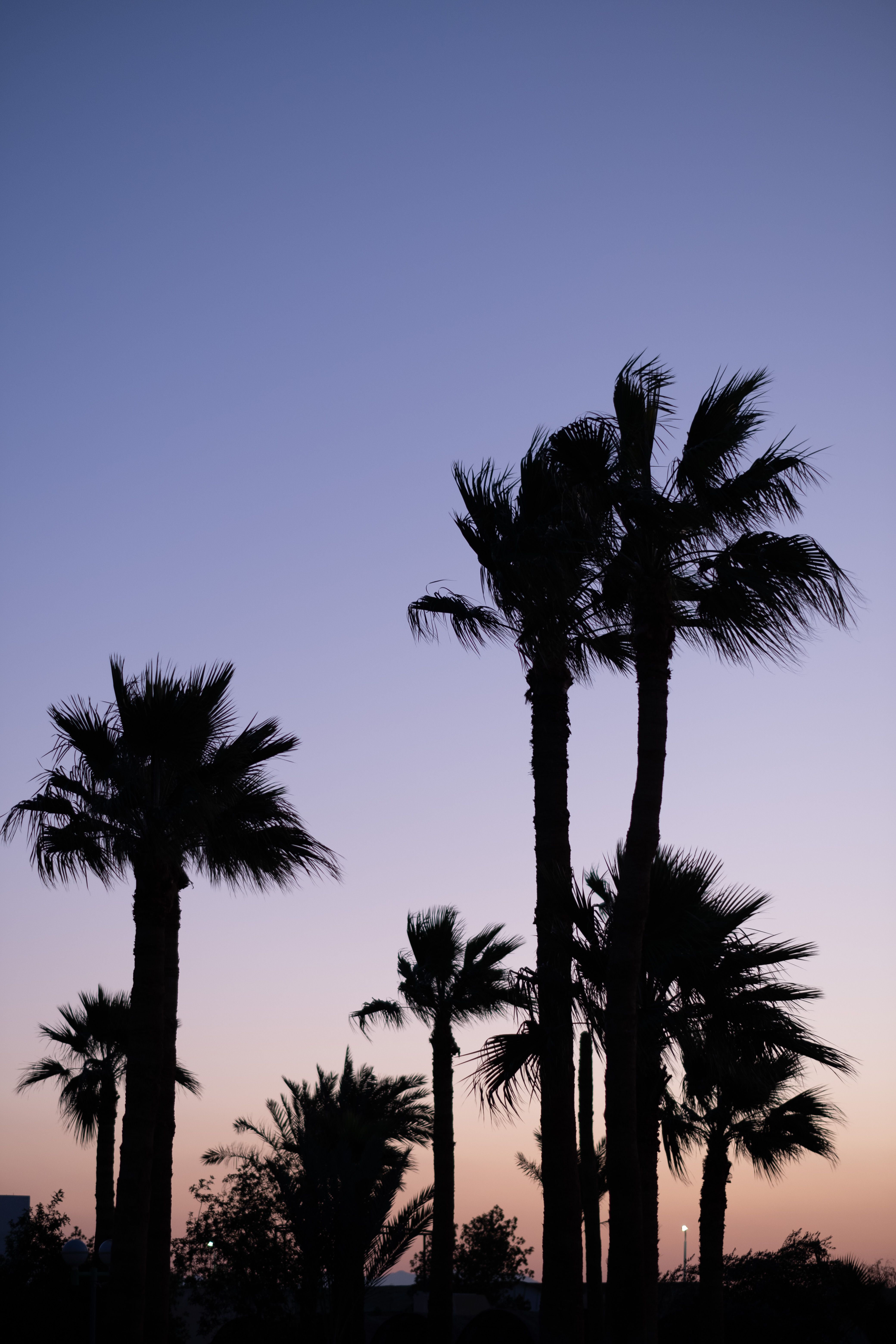 Palm Tree during Golden Hour · Free Stock Photo