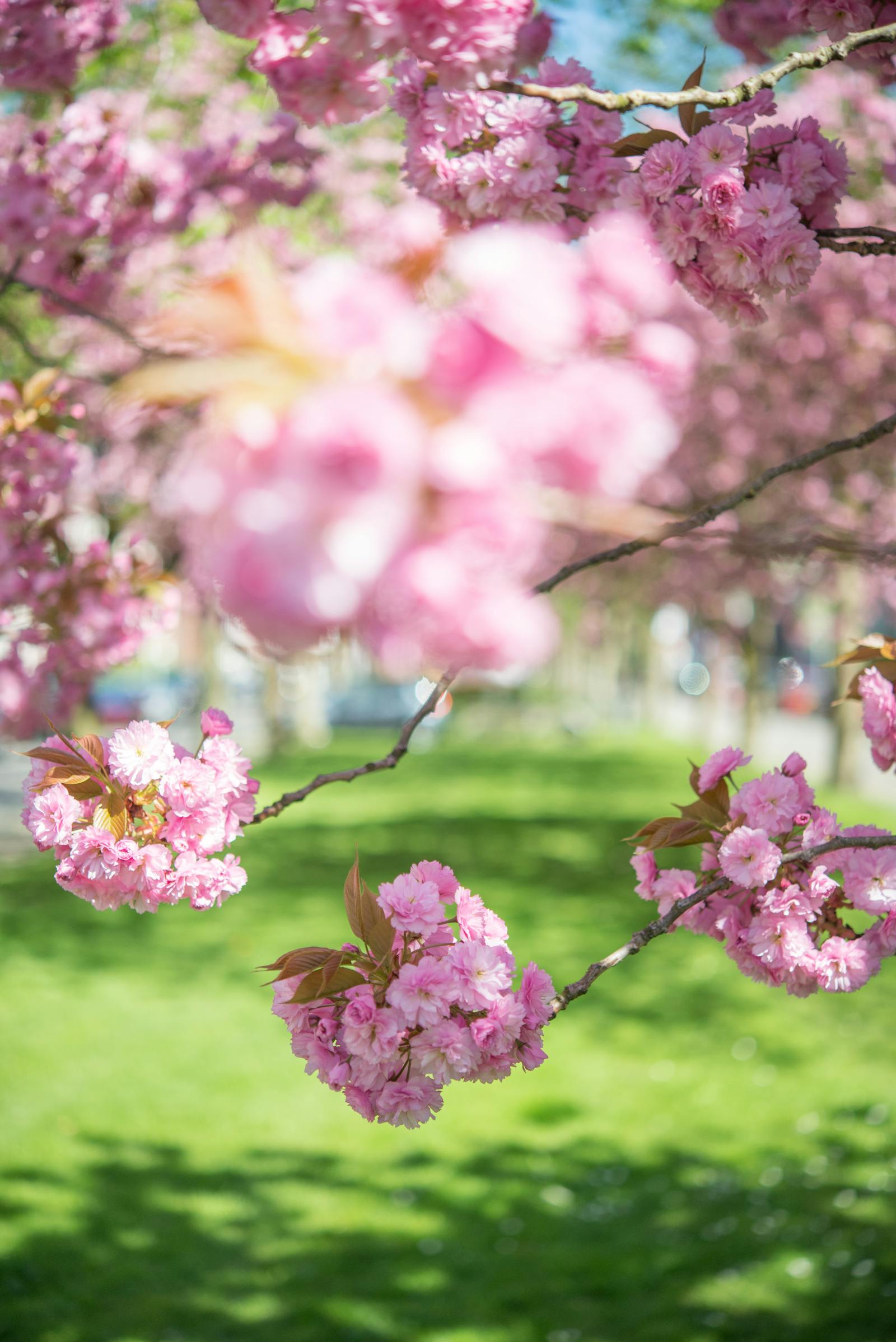 Blossom Photos, Download The BEST Free Blossom Stock Photos & HD Images