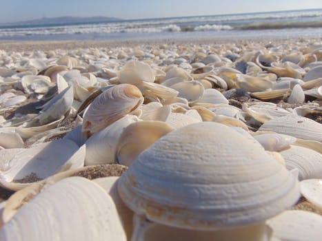 Free stock photos of sea shells · Pexels