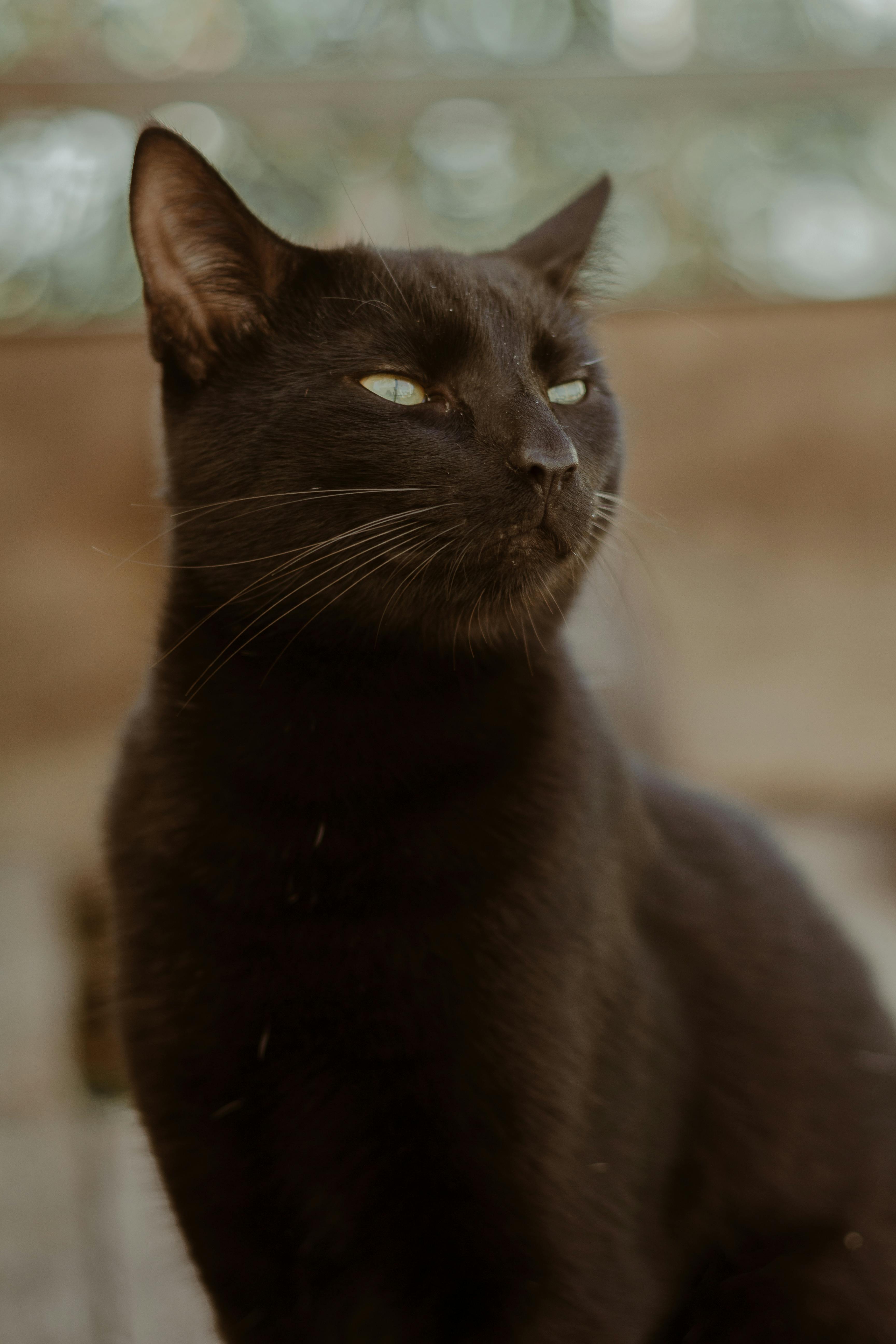 Close Up Photo of a Black Cat · Free Stock Photo
