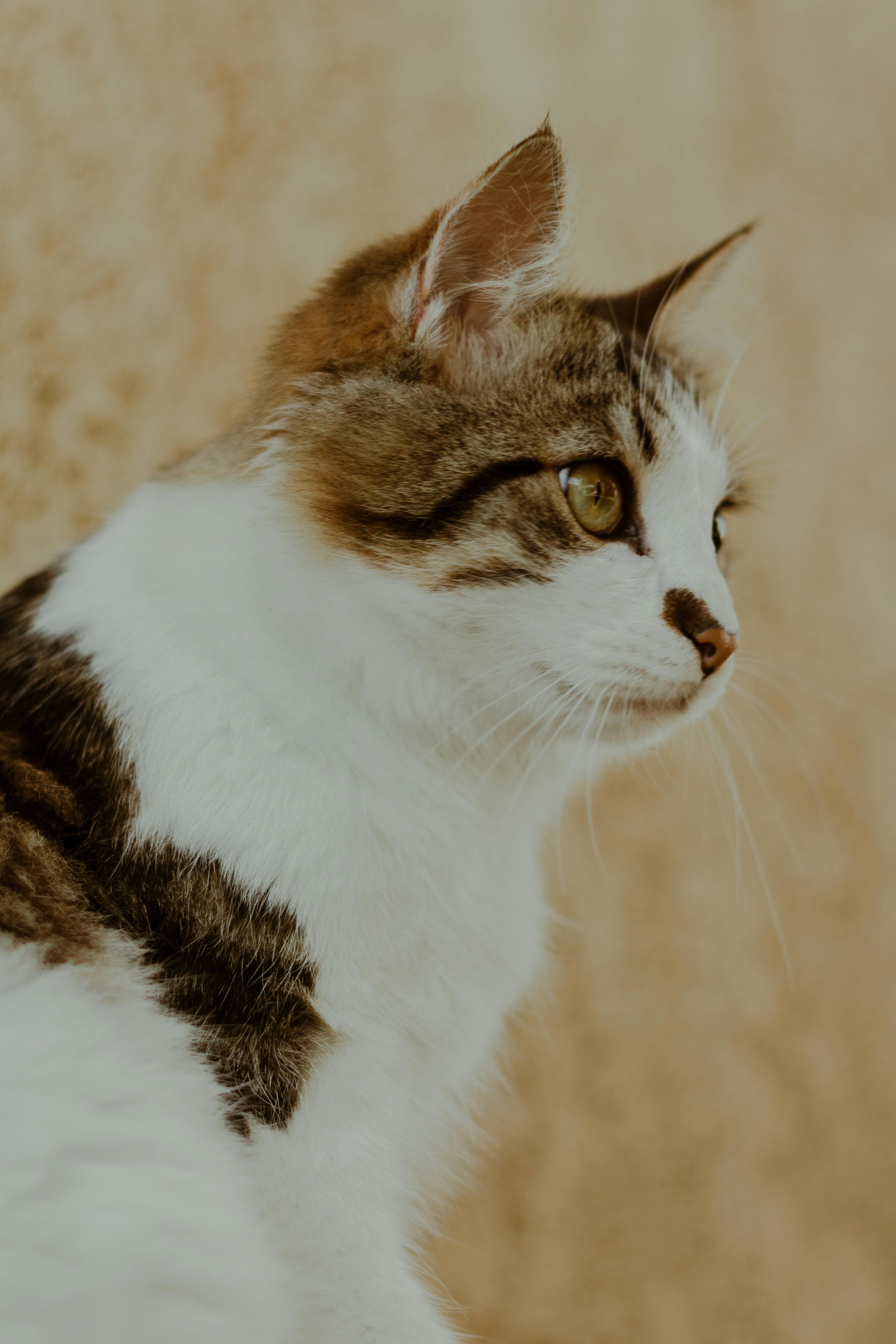 Photo of a Cyprus Cat · Free Stock Photo