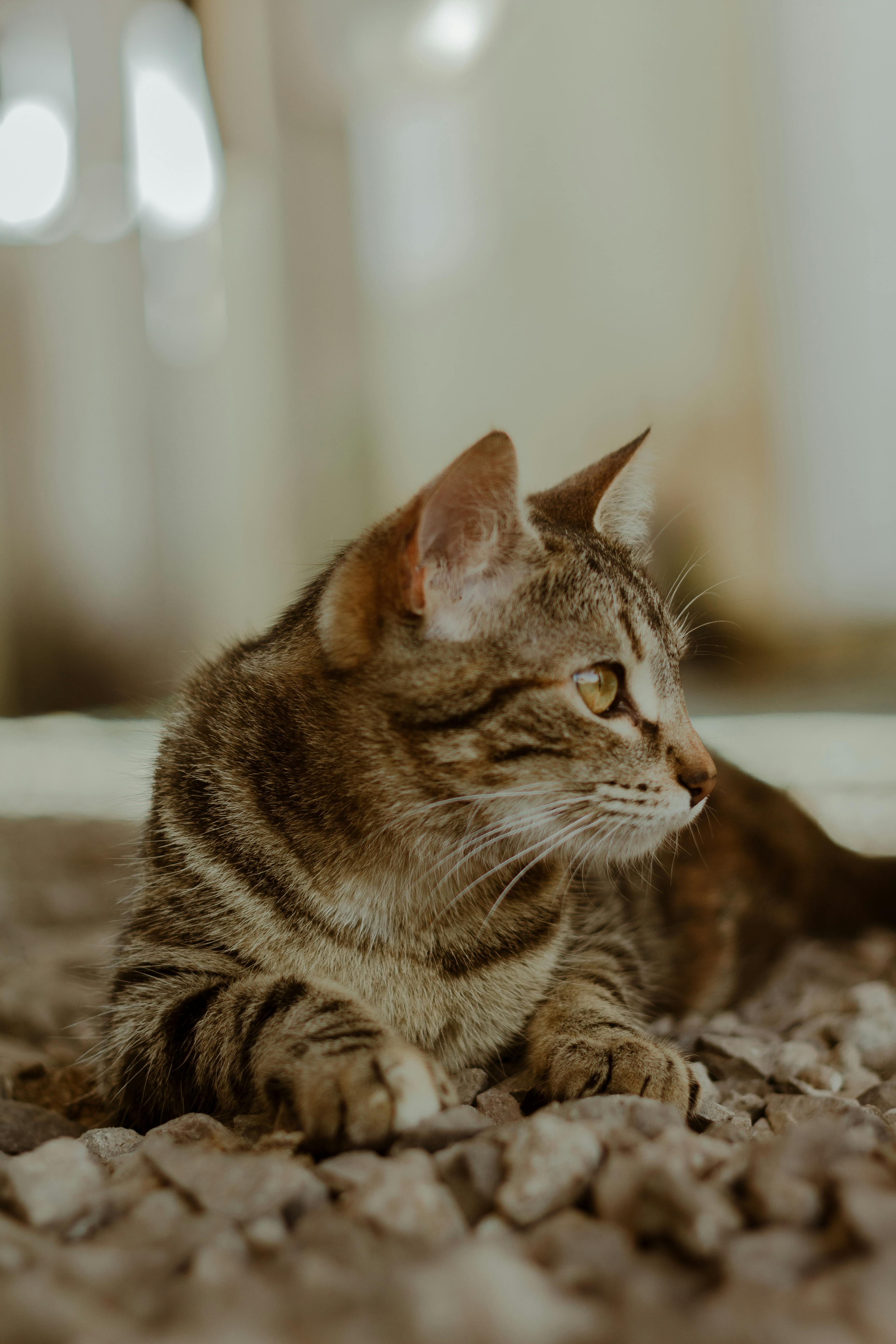 A Gray Cat Lying on Pebbles · Free Stock Photo