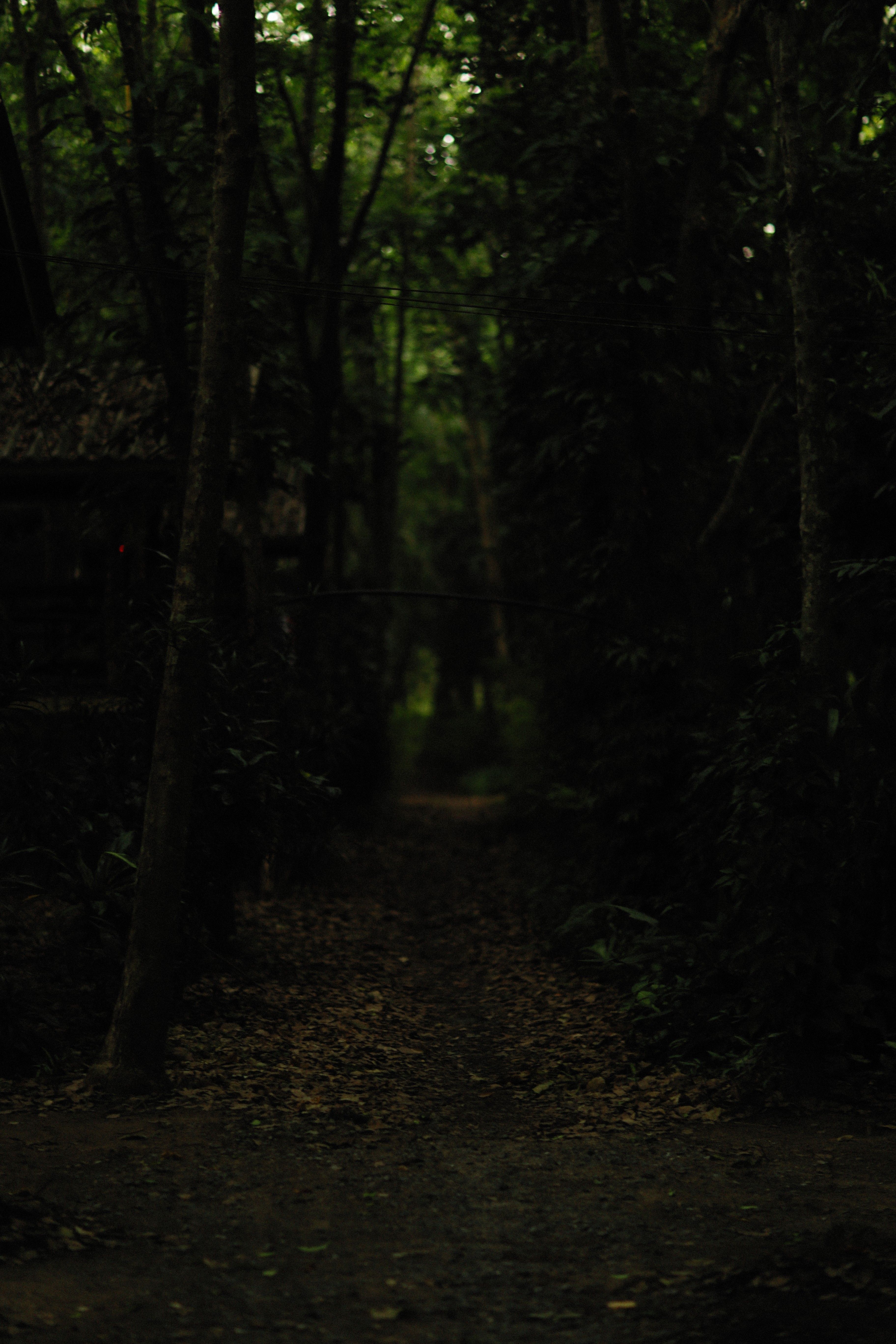 Scary View of Forest at Night · Free Stock Photo