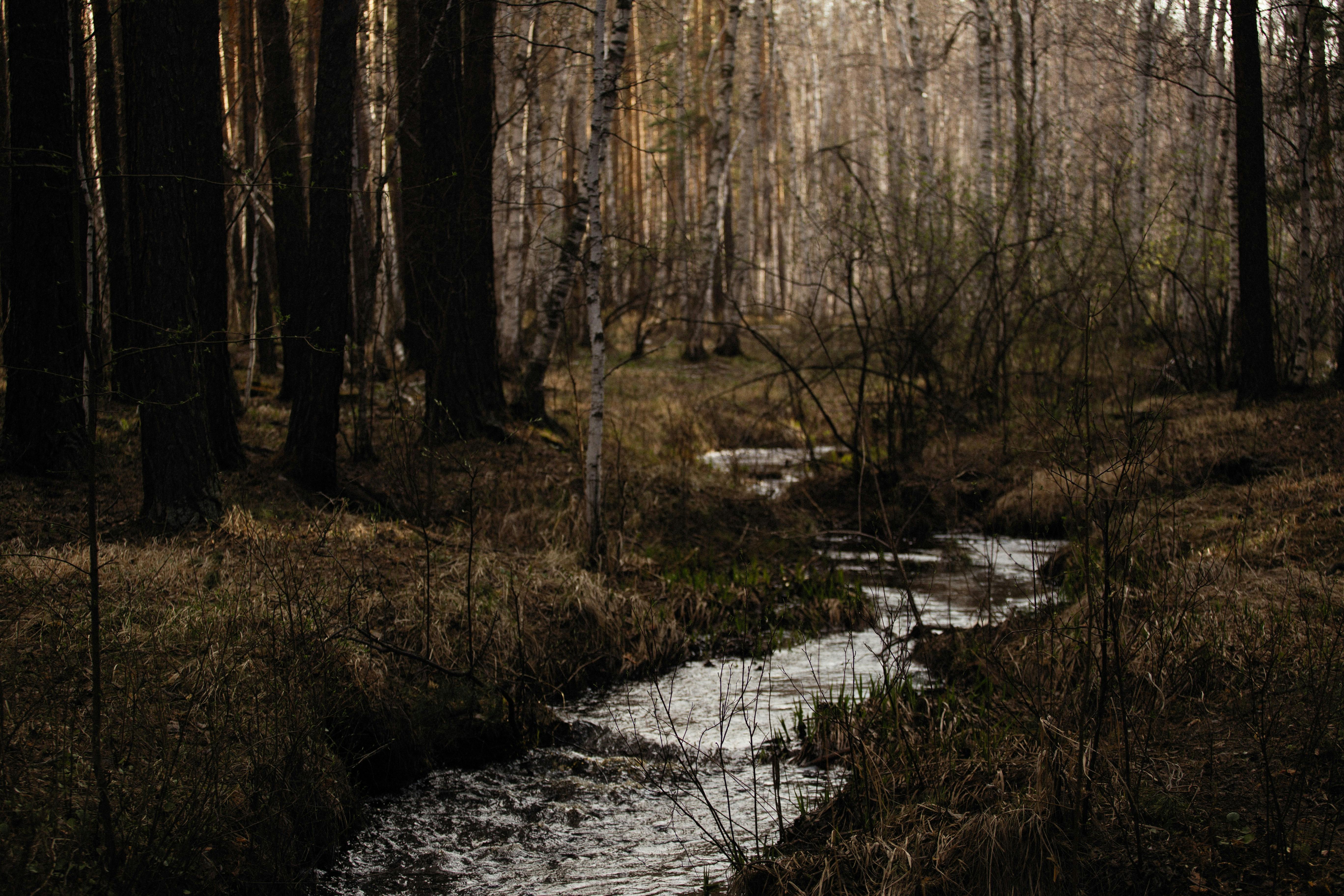 Creek in a Forest · Free Stock Photo