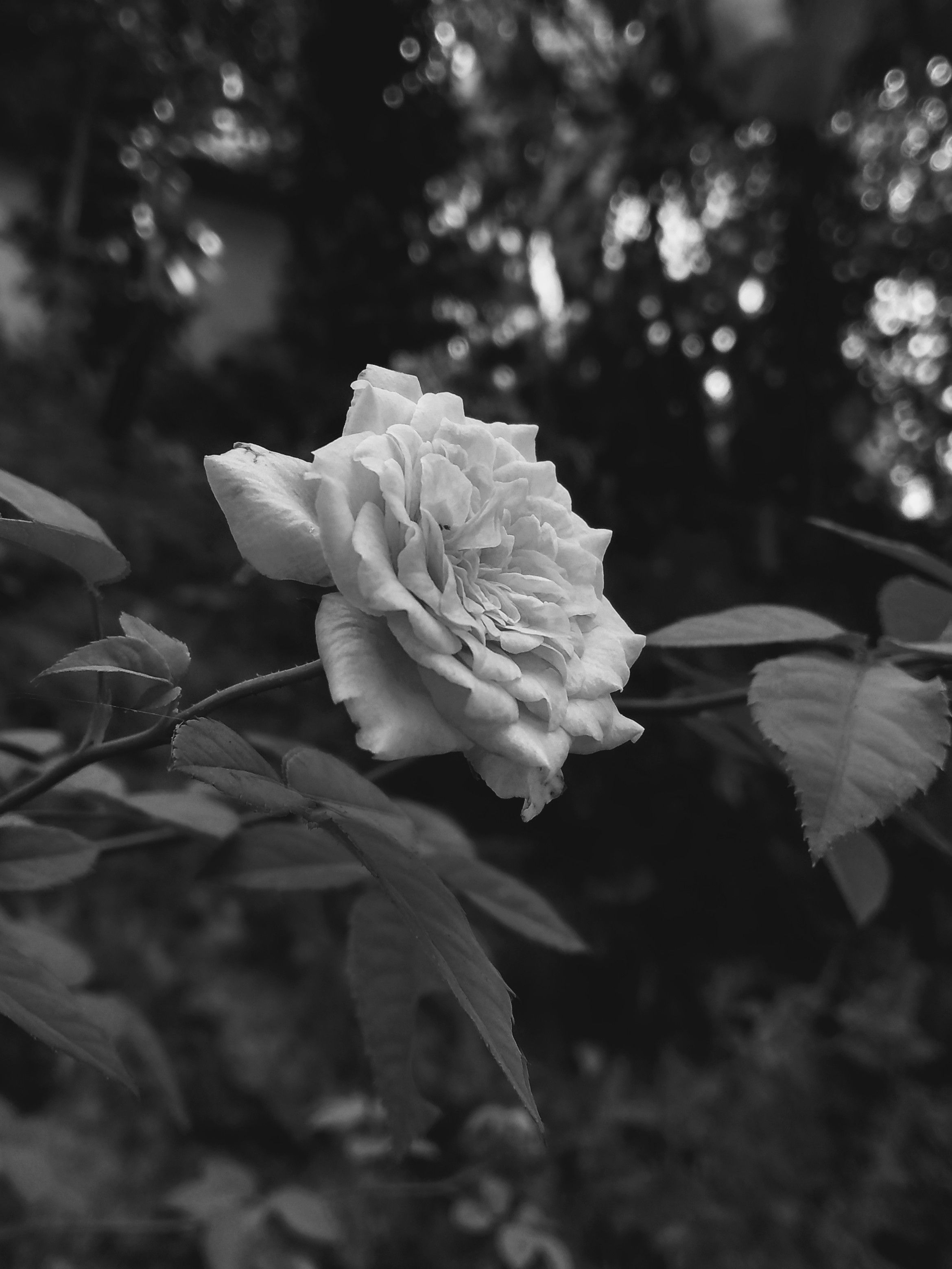 Grayscale Photo of a Rose · Free Stock Photo