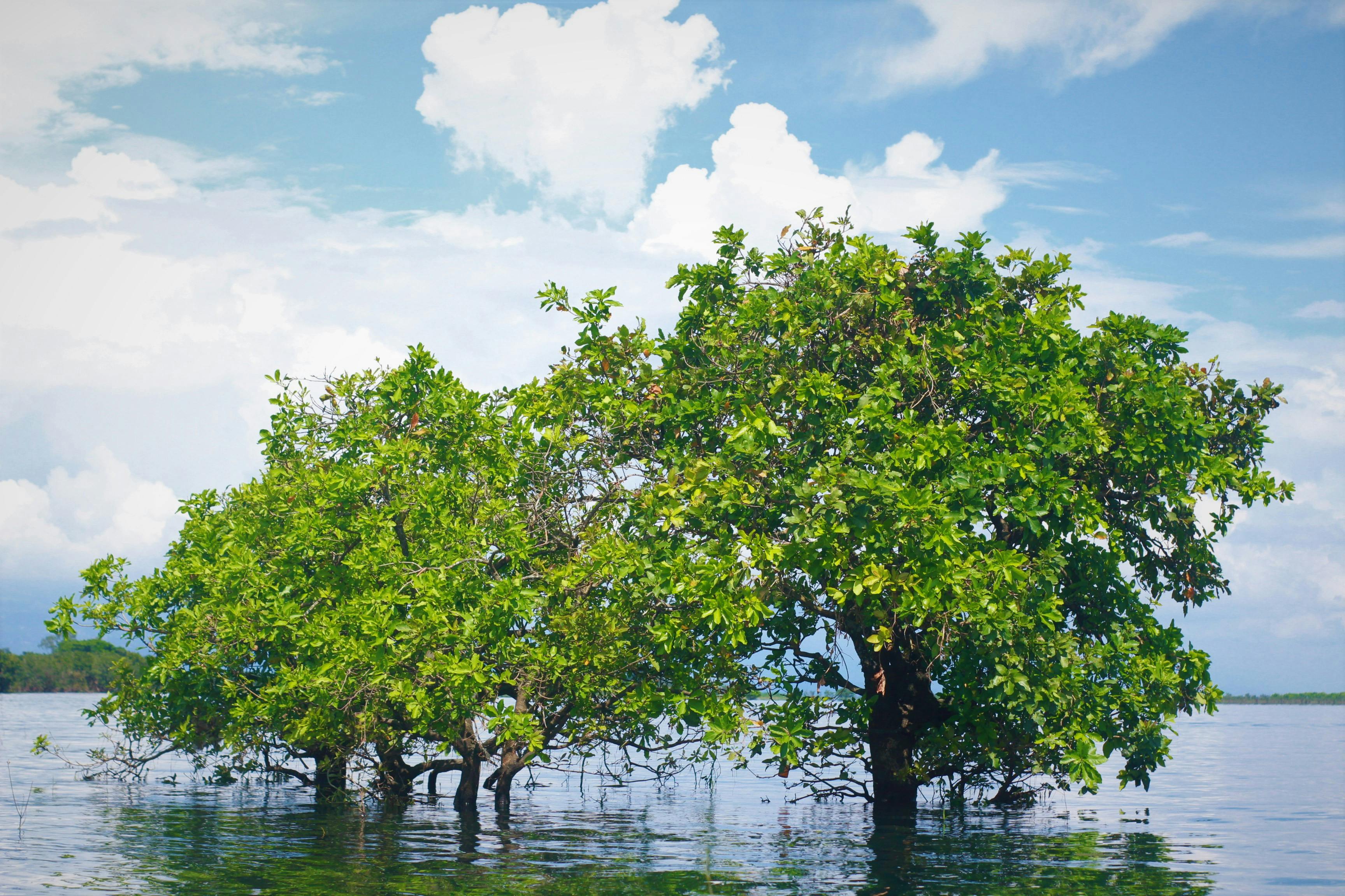 Mainul Islam - 사진