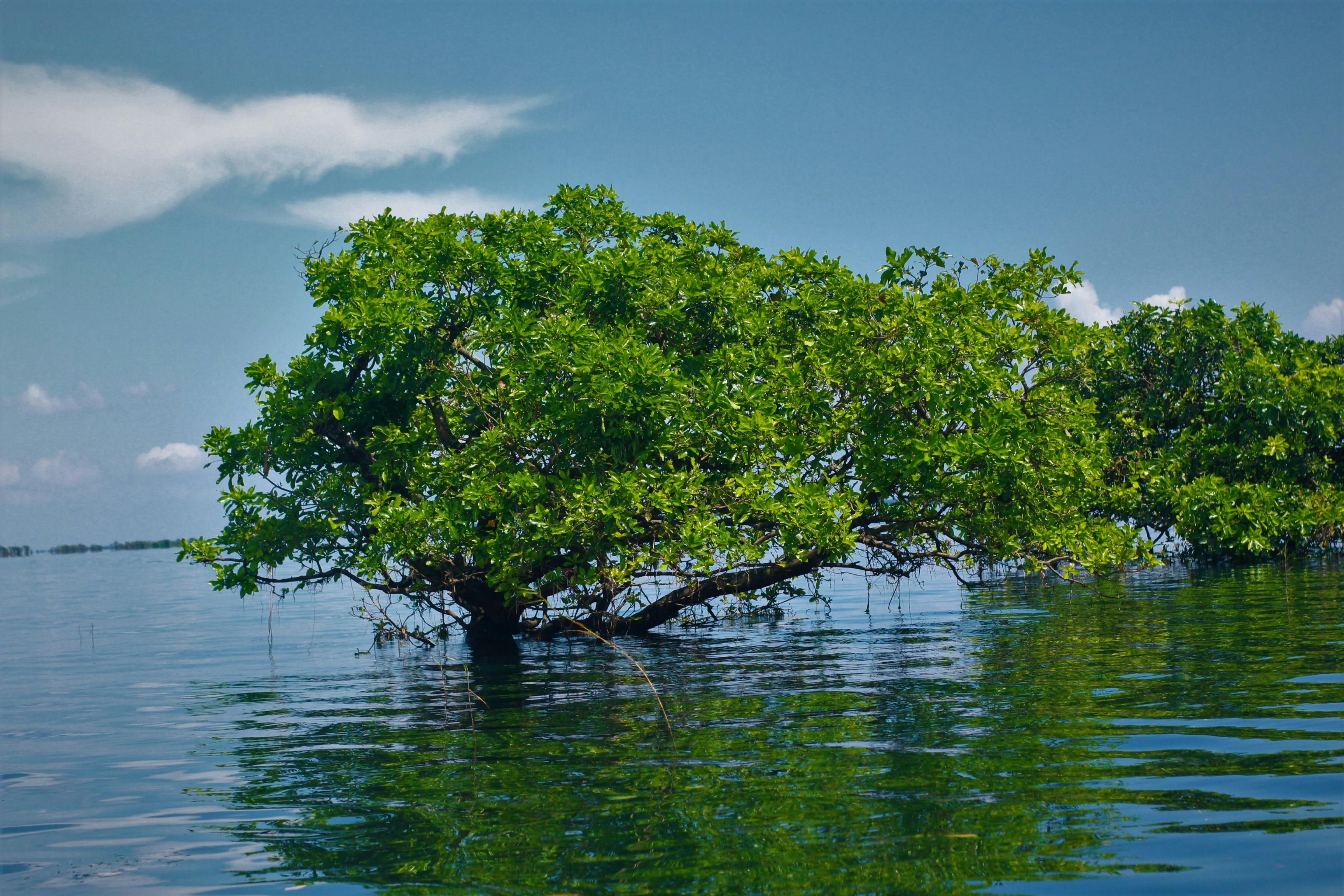 Mainul Islam - 사진