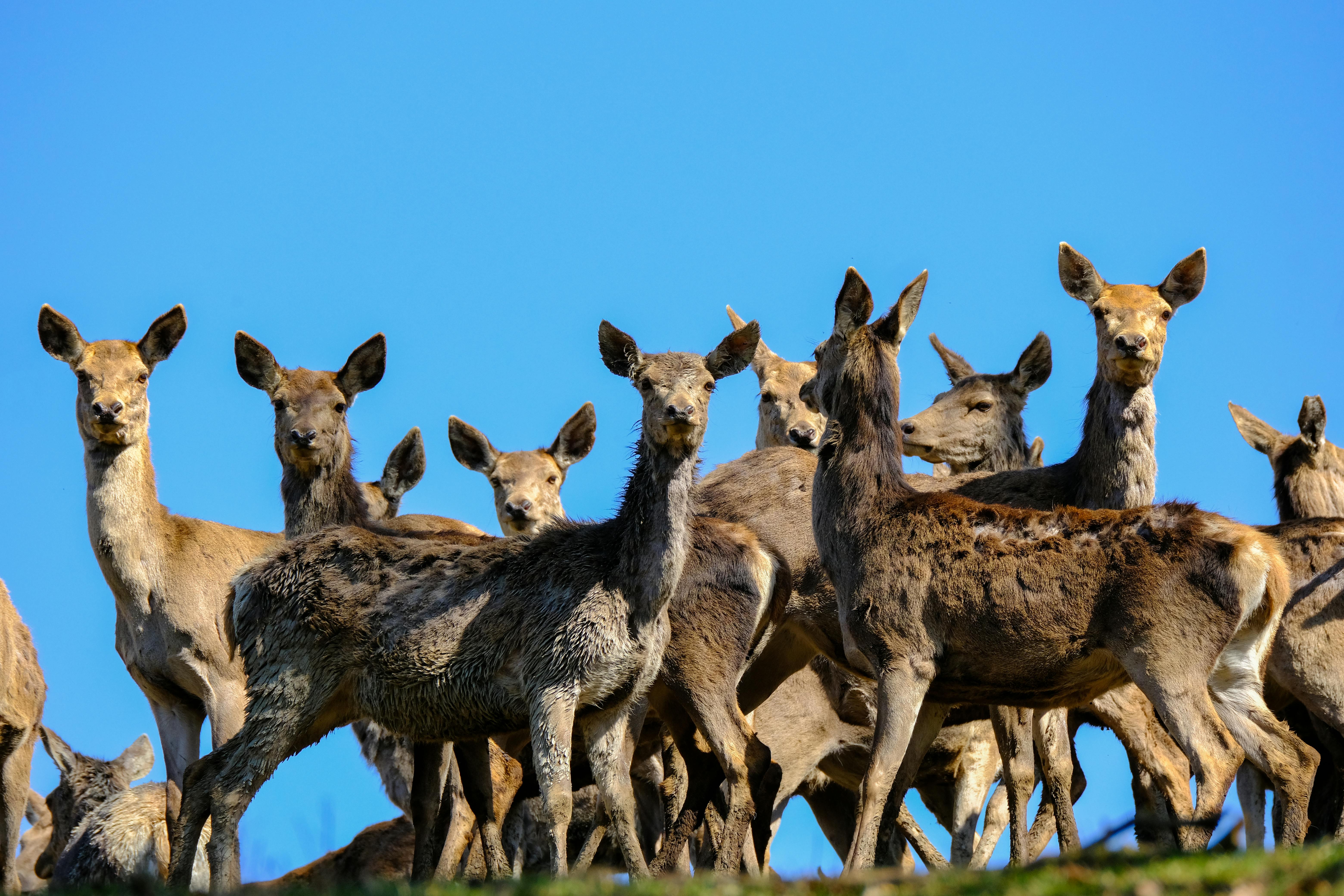 Foto de stock gratuita sobre fotos de animales, artiodactyla ...