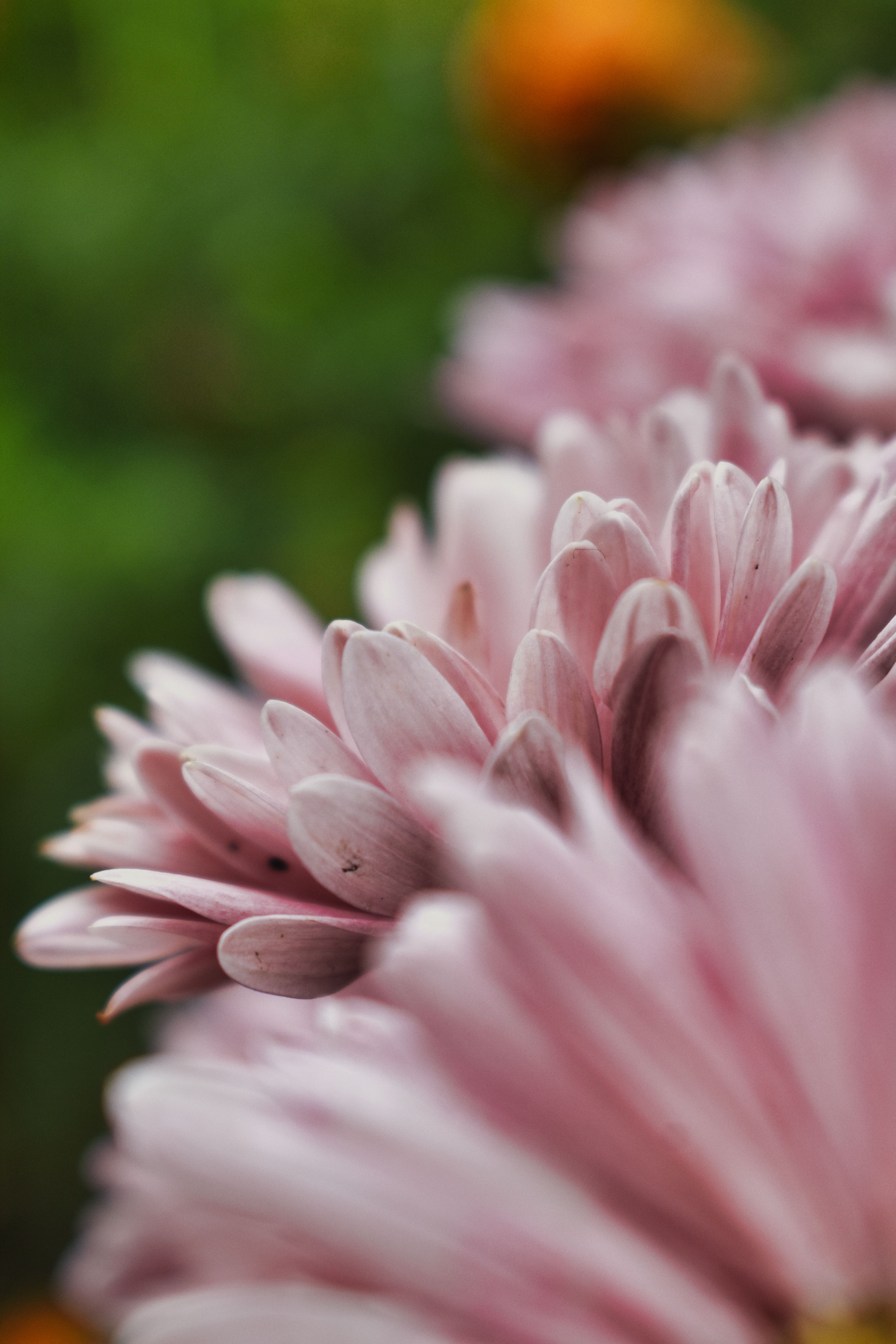 Close-up Photo of Blooming Carnation Flowers · Free Stock Photo