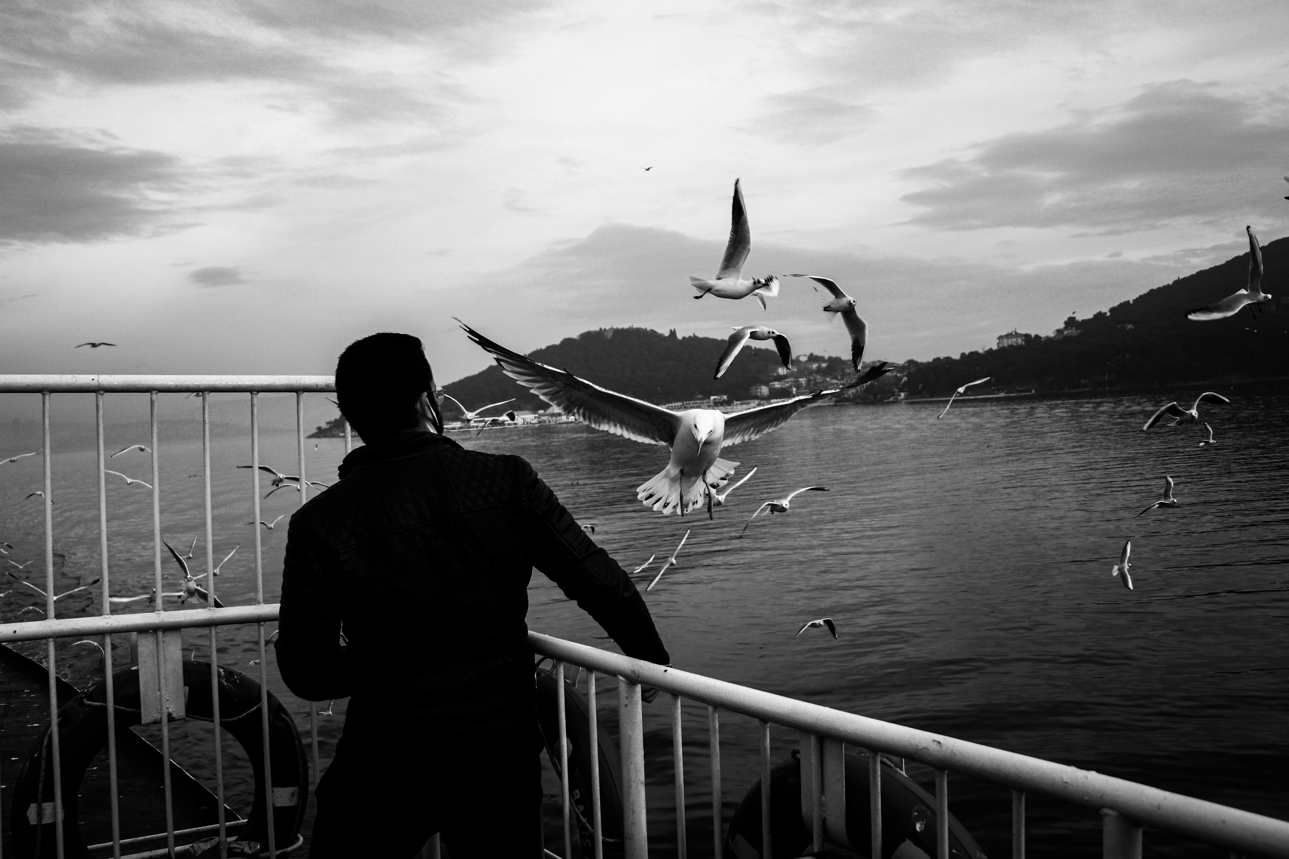 Grayscale Photo of Birds Flying Near a Man · Free Stock Photo