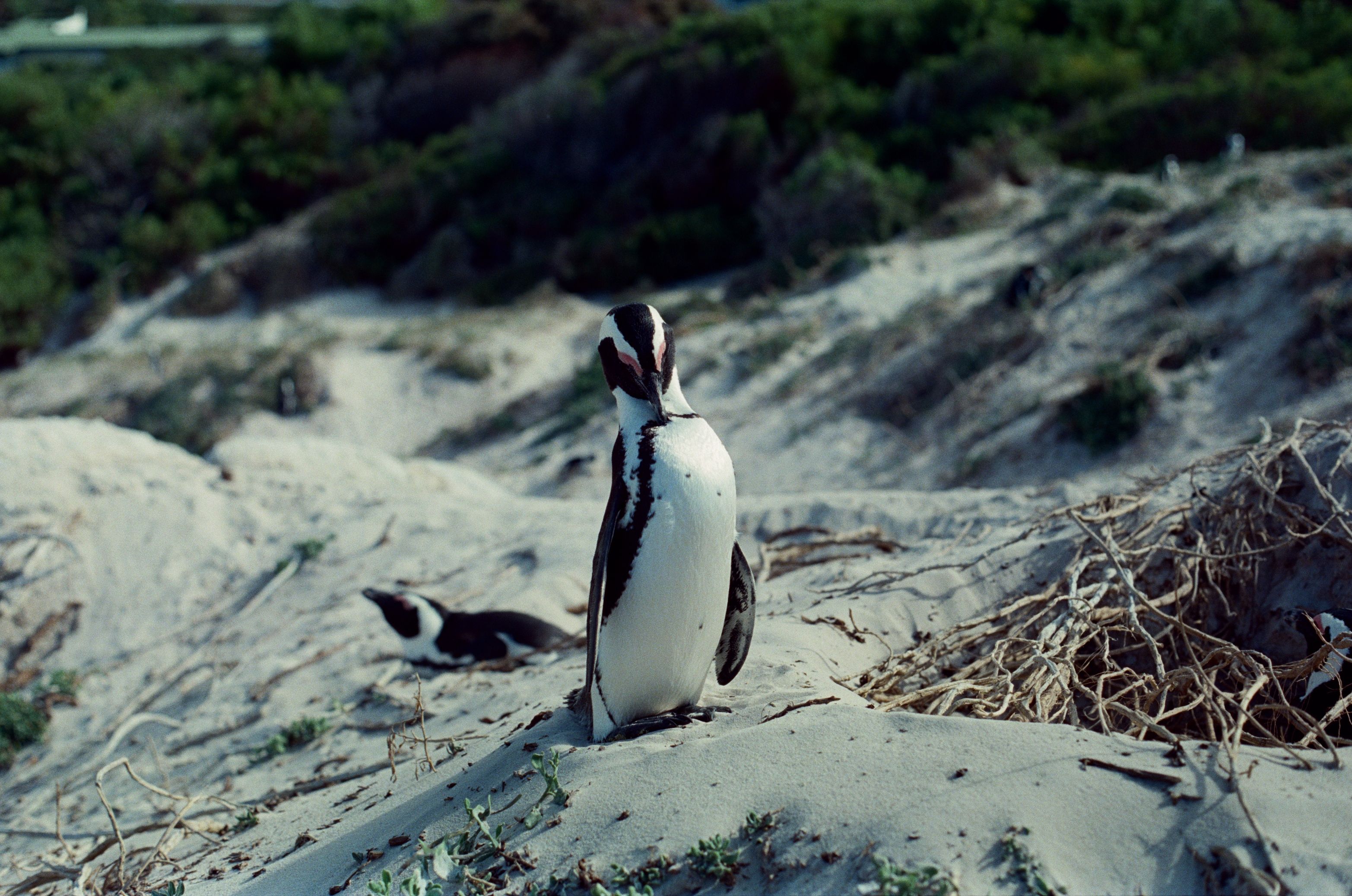 Beach Penguins Photos, Download The BEST Free Beach Penguins Stock ...