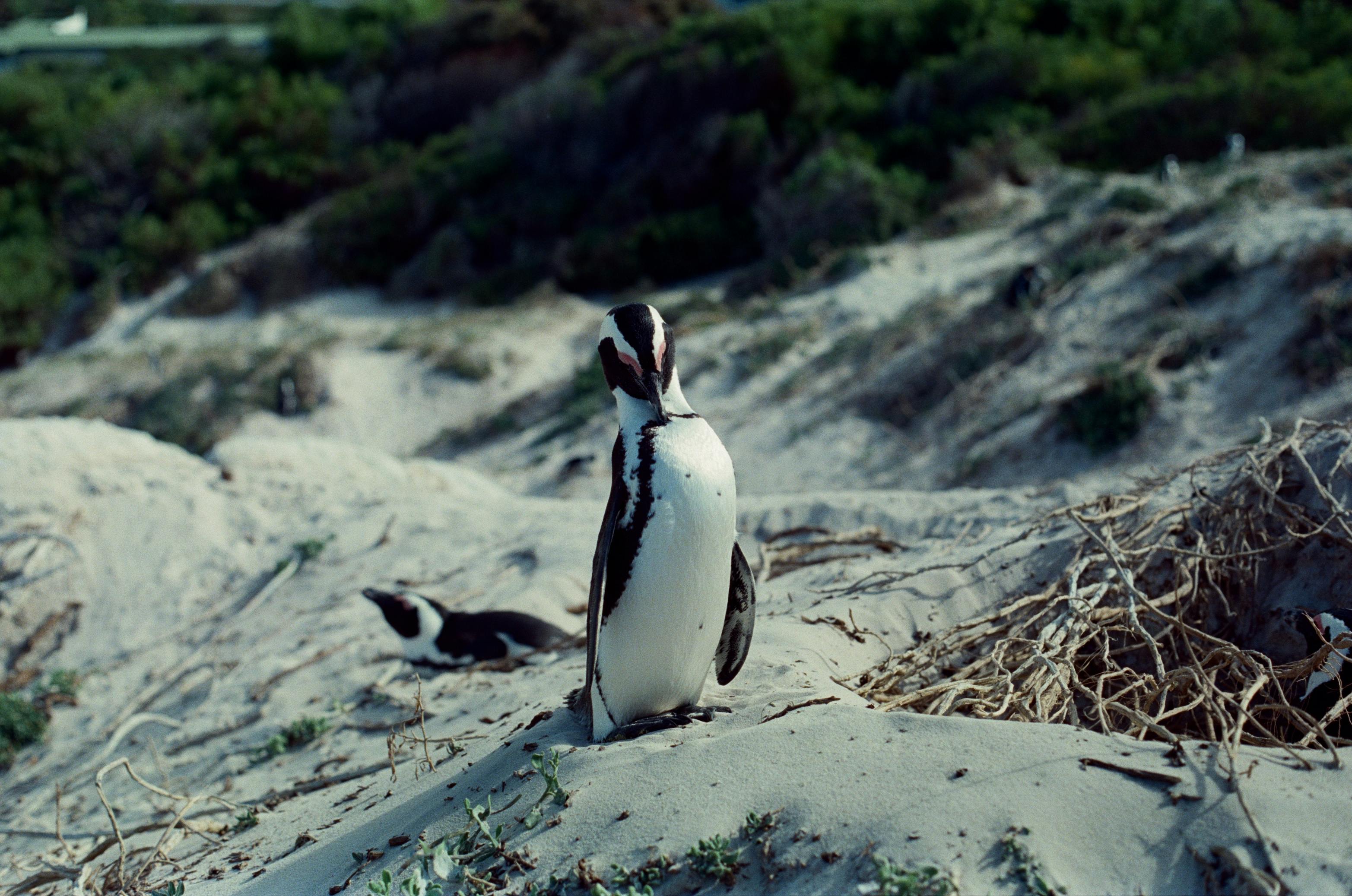 Photo of Penguin by the Shore · Free Stock Photo