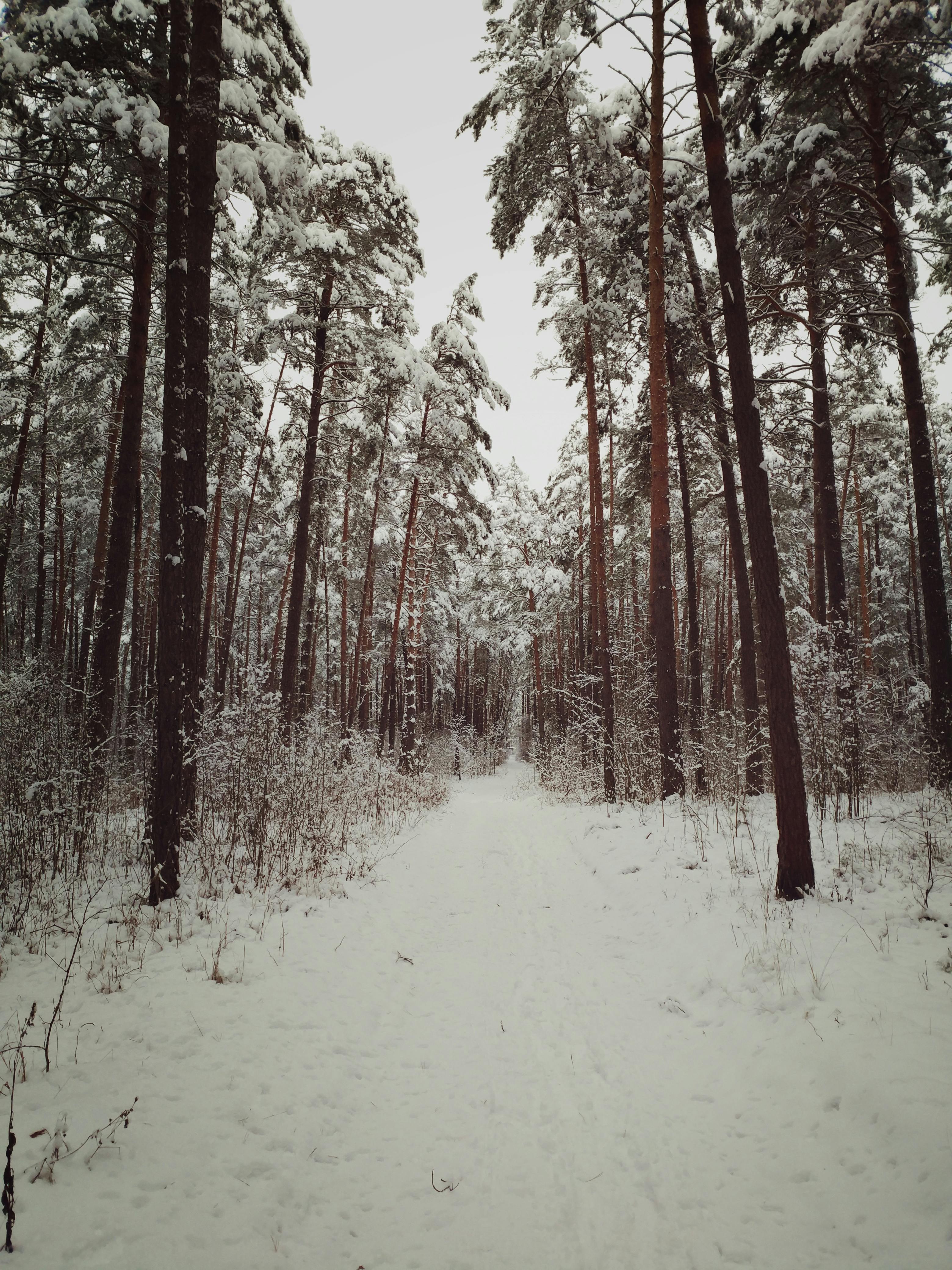 Photo of Trees on Snow Covered Ground · Free Stock Photo
