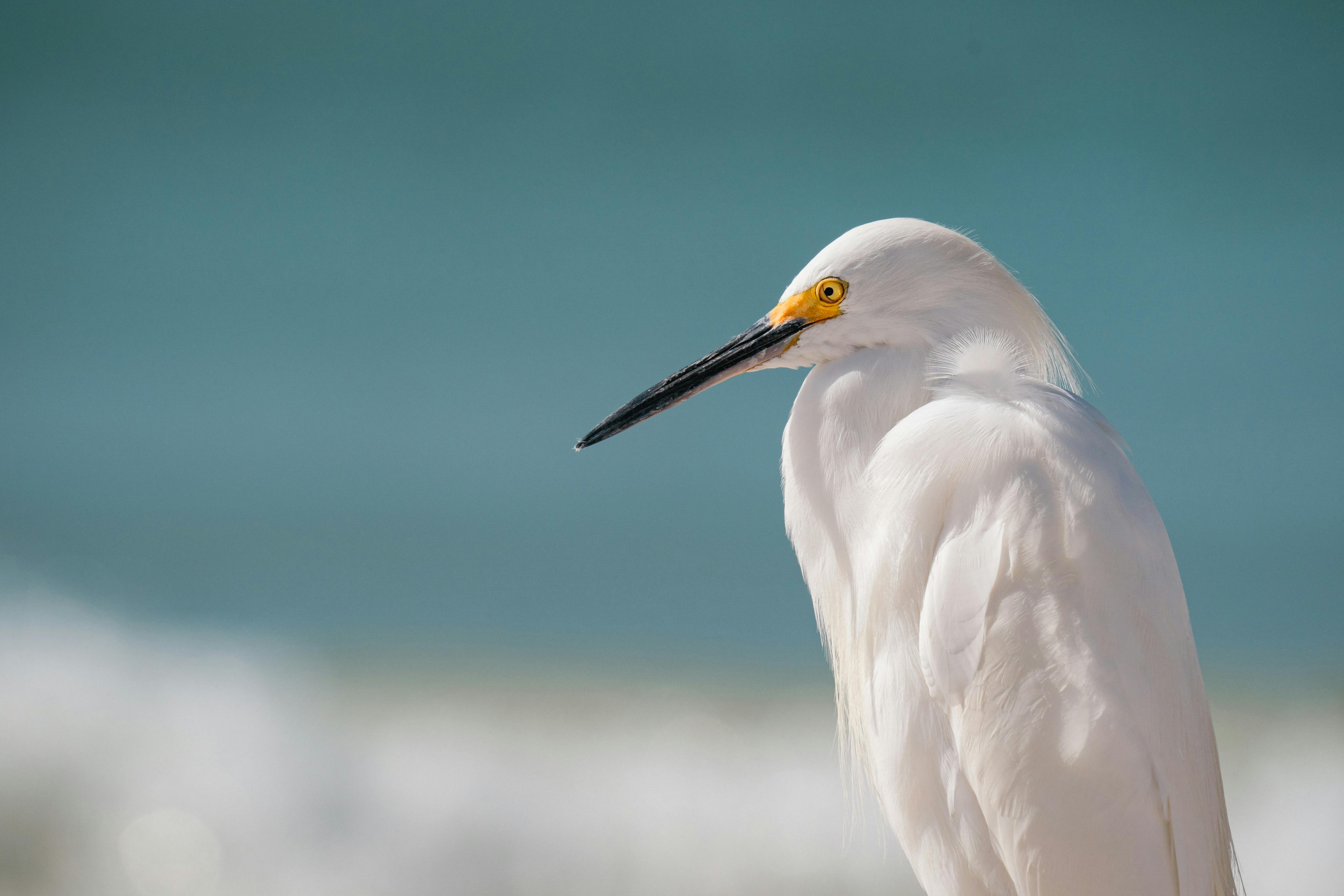 Snowy Egret Photos, Download The BEST Free Snowy Egret Stock Photos ...