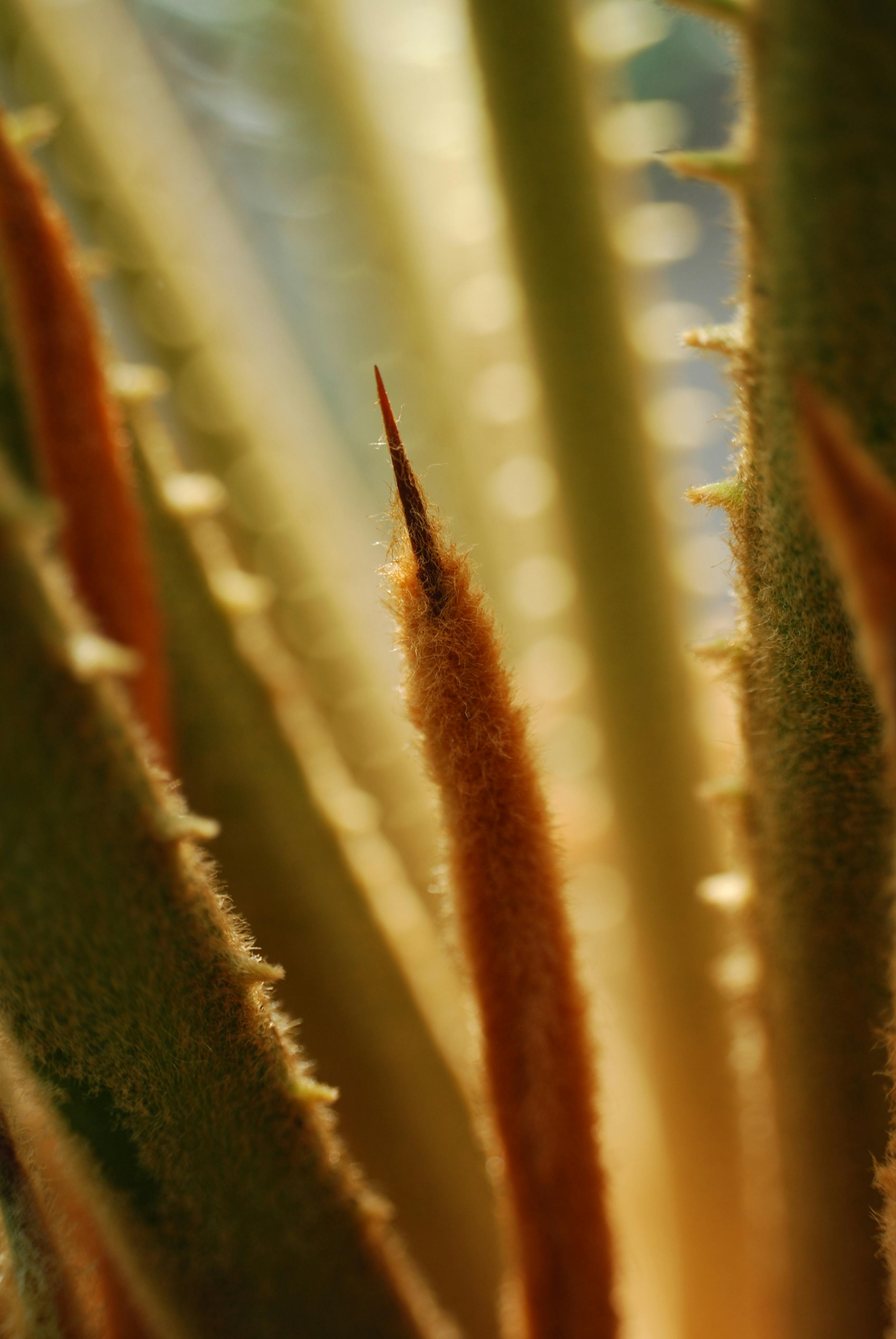Close up of Plant Spike · Free Stock Photo