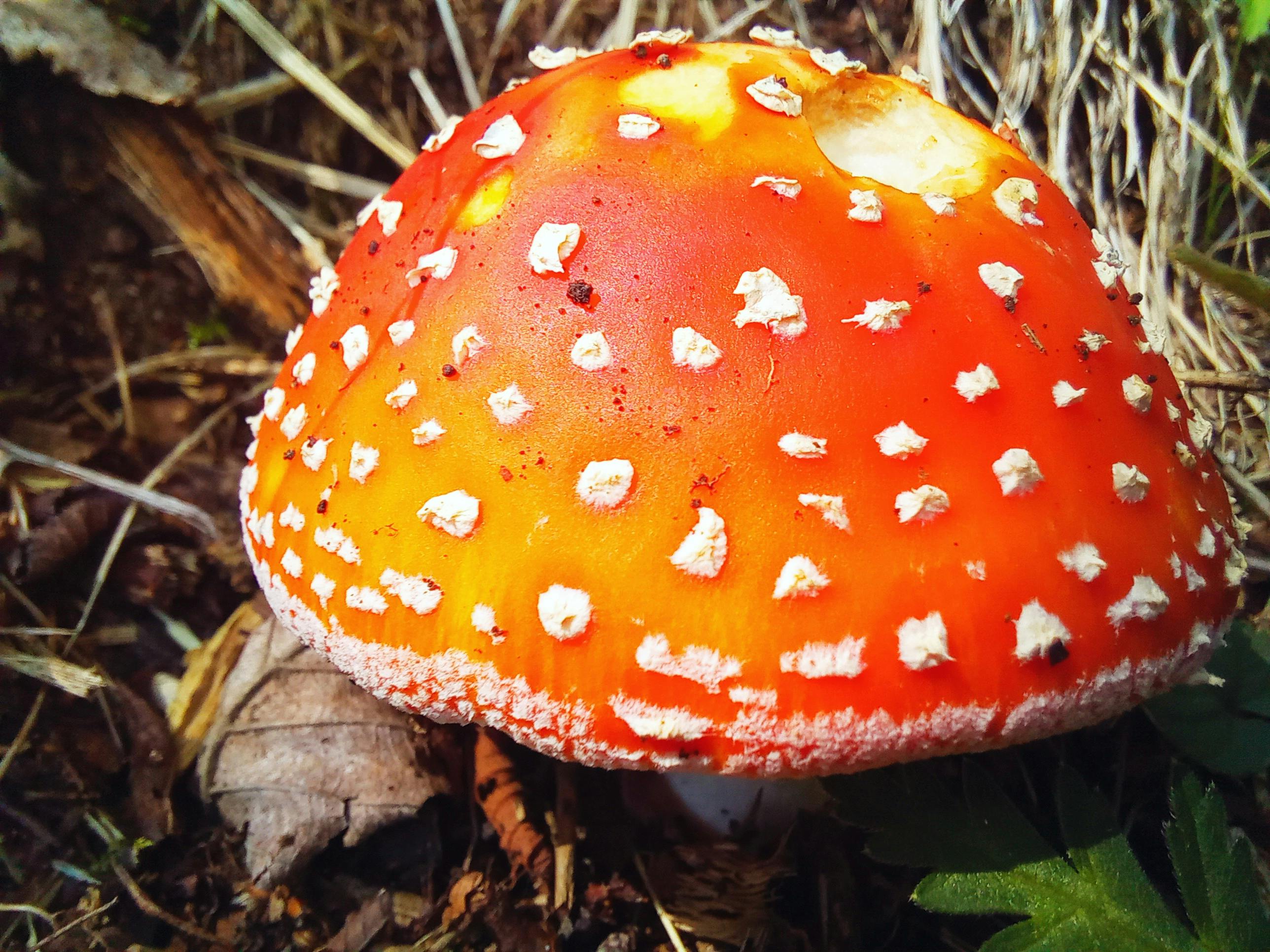 Andrea Parolini - 사진