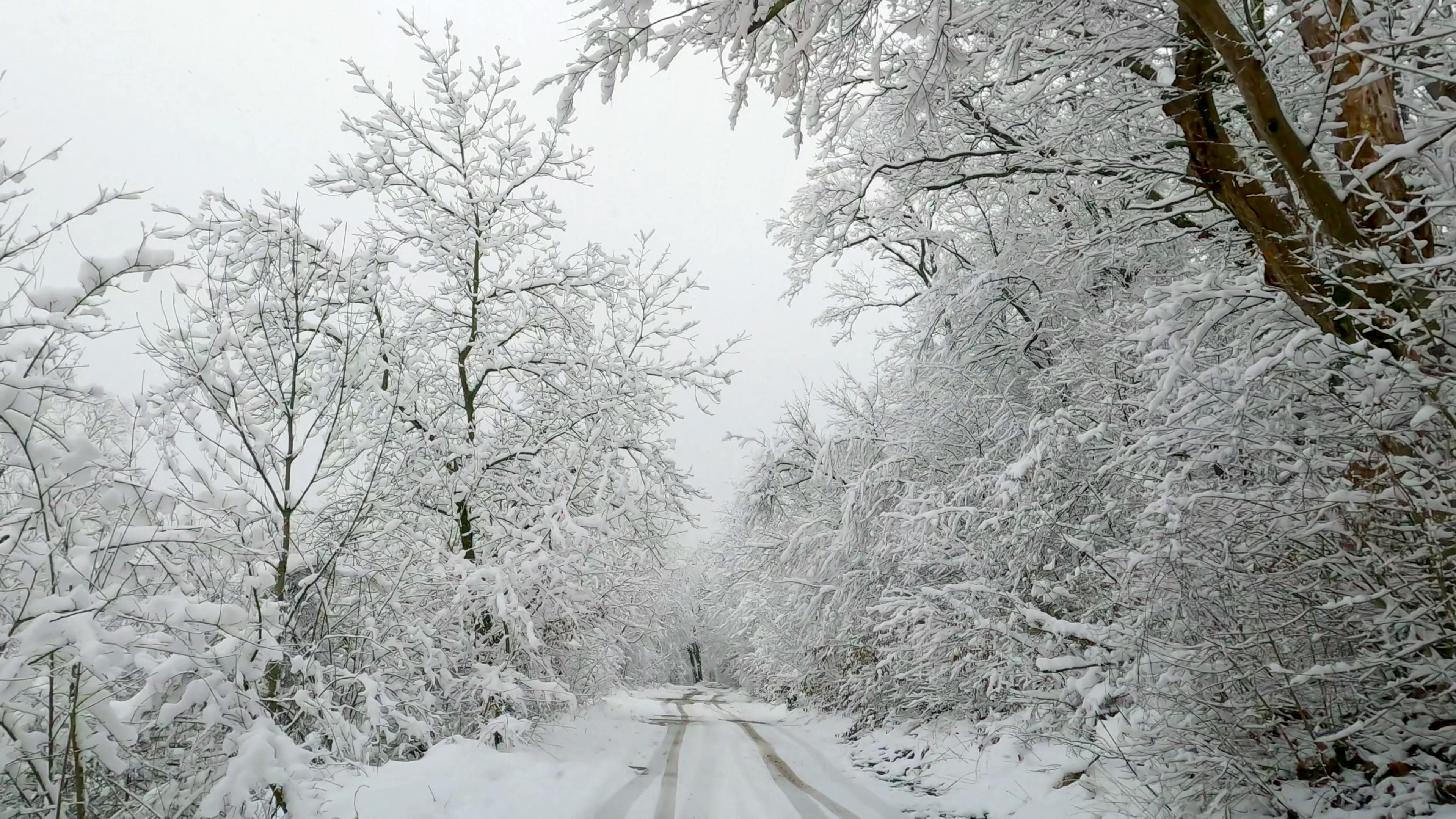 Snow Covered Pathway Between Trees · Free Stock Photo