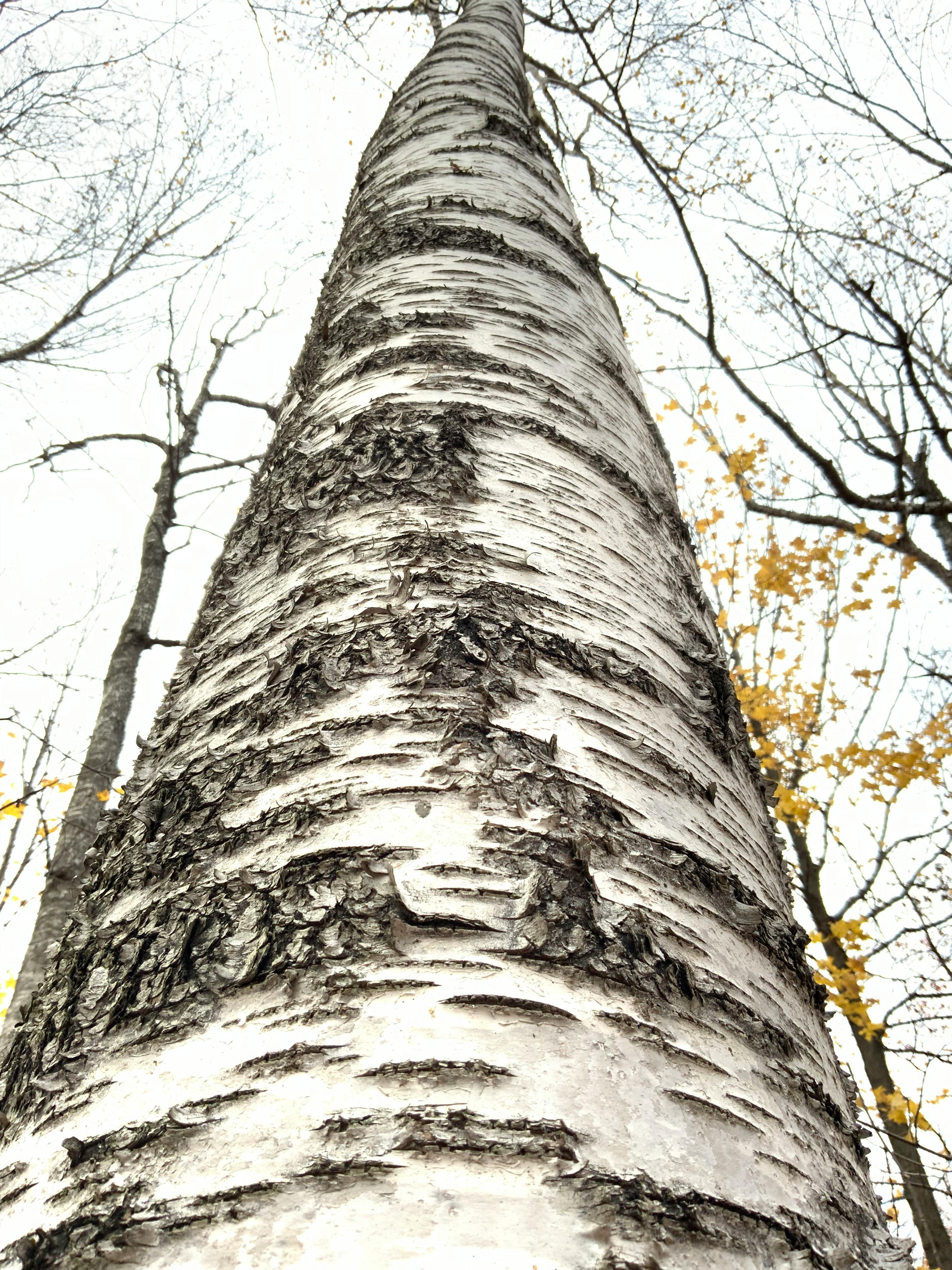Selective Focus Photo of Tree Trunk at Daytime · Free Stock Photo