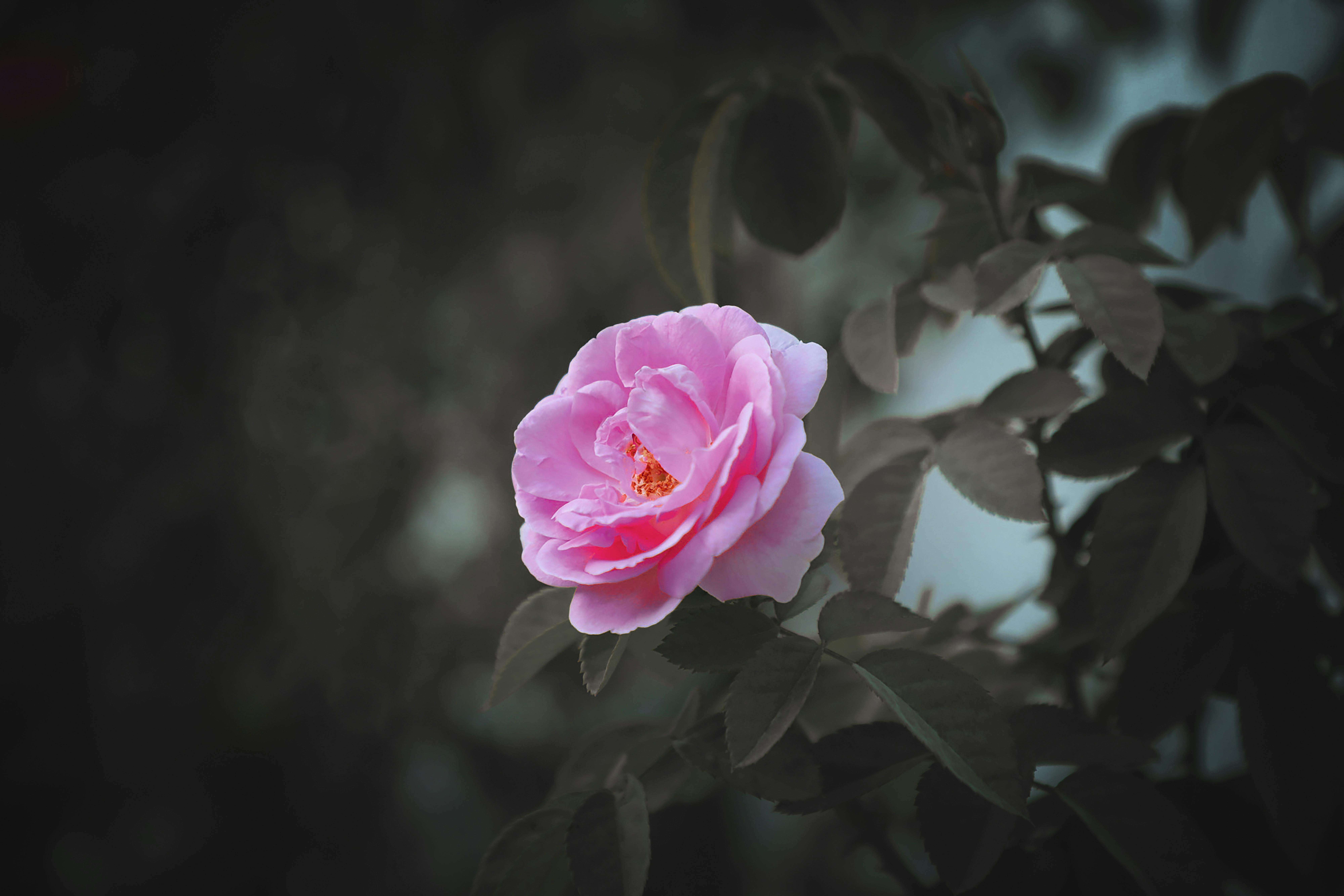Pink Rose in Close Up Photography · Free Stock Photo