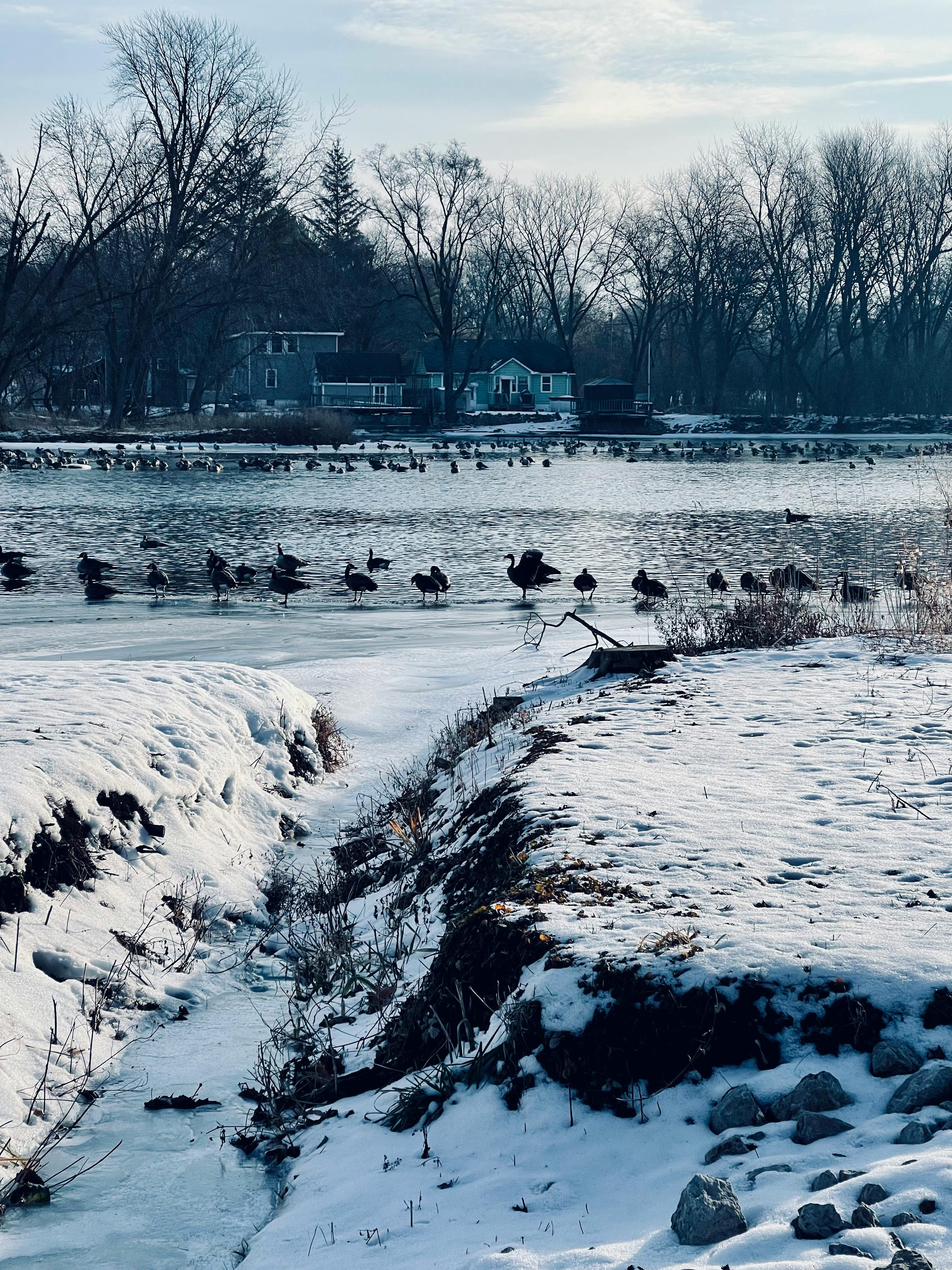 Arctic Barnacle Geese Photos, Download The BEST Free Arctic Barnacle Geese Stock Photos & HD Images