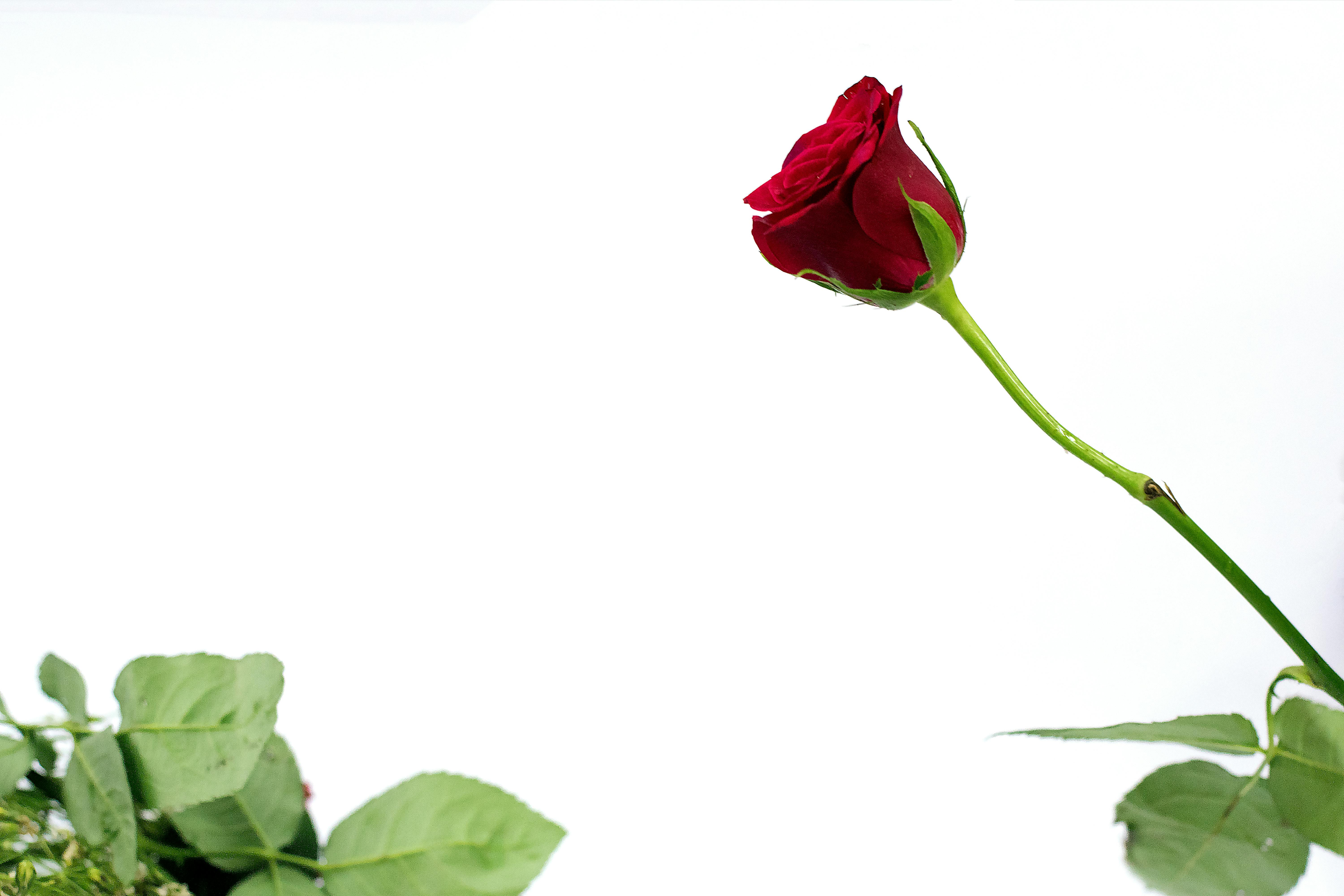 How to Get Rid of Spider Mites in Purple Basil Plant | Live to Plant