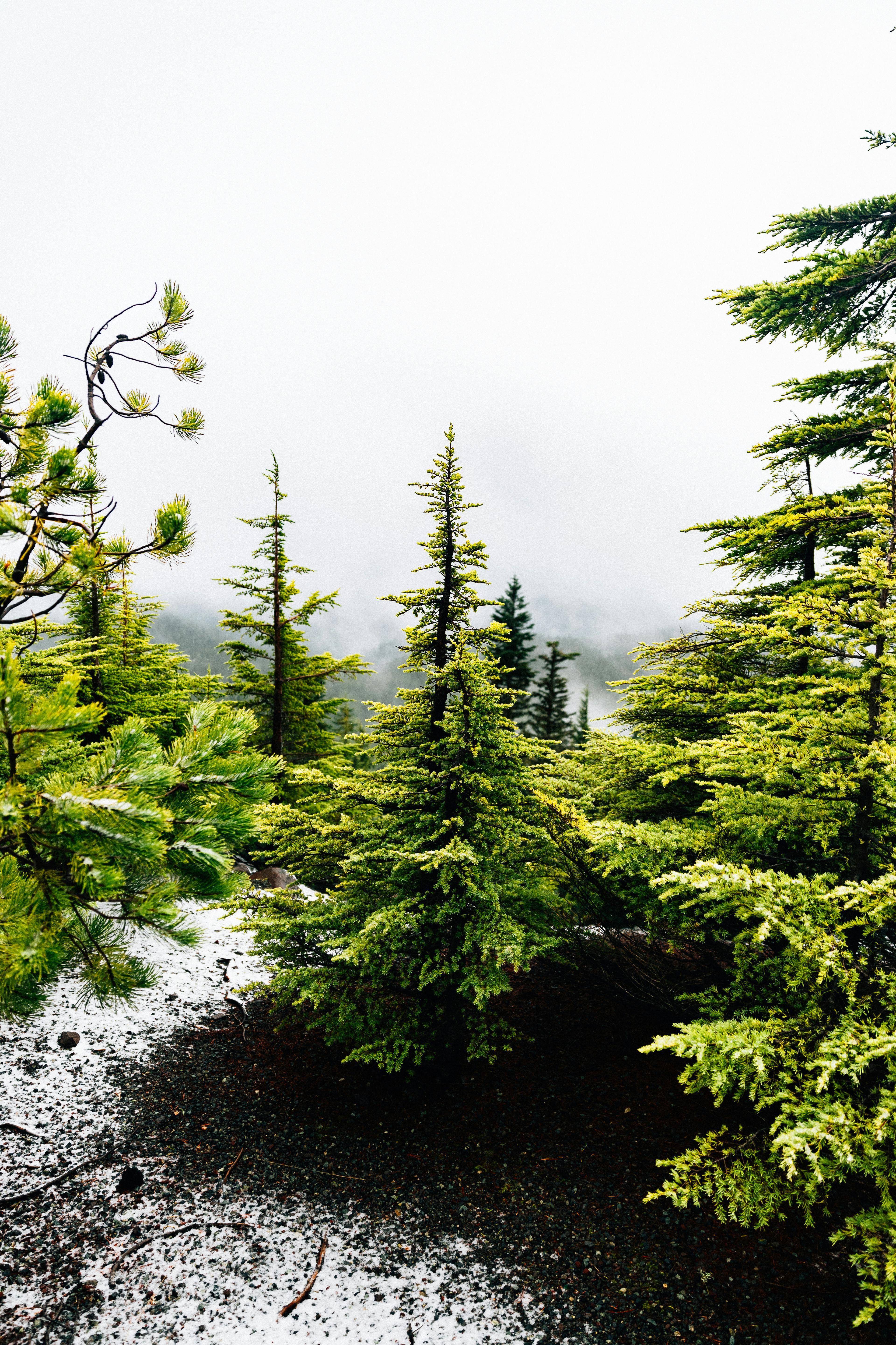 Evergreen Trees in the Winter · Free Stock Photo