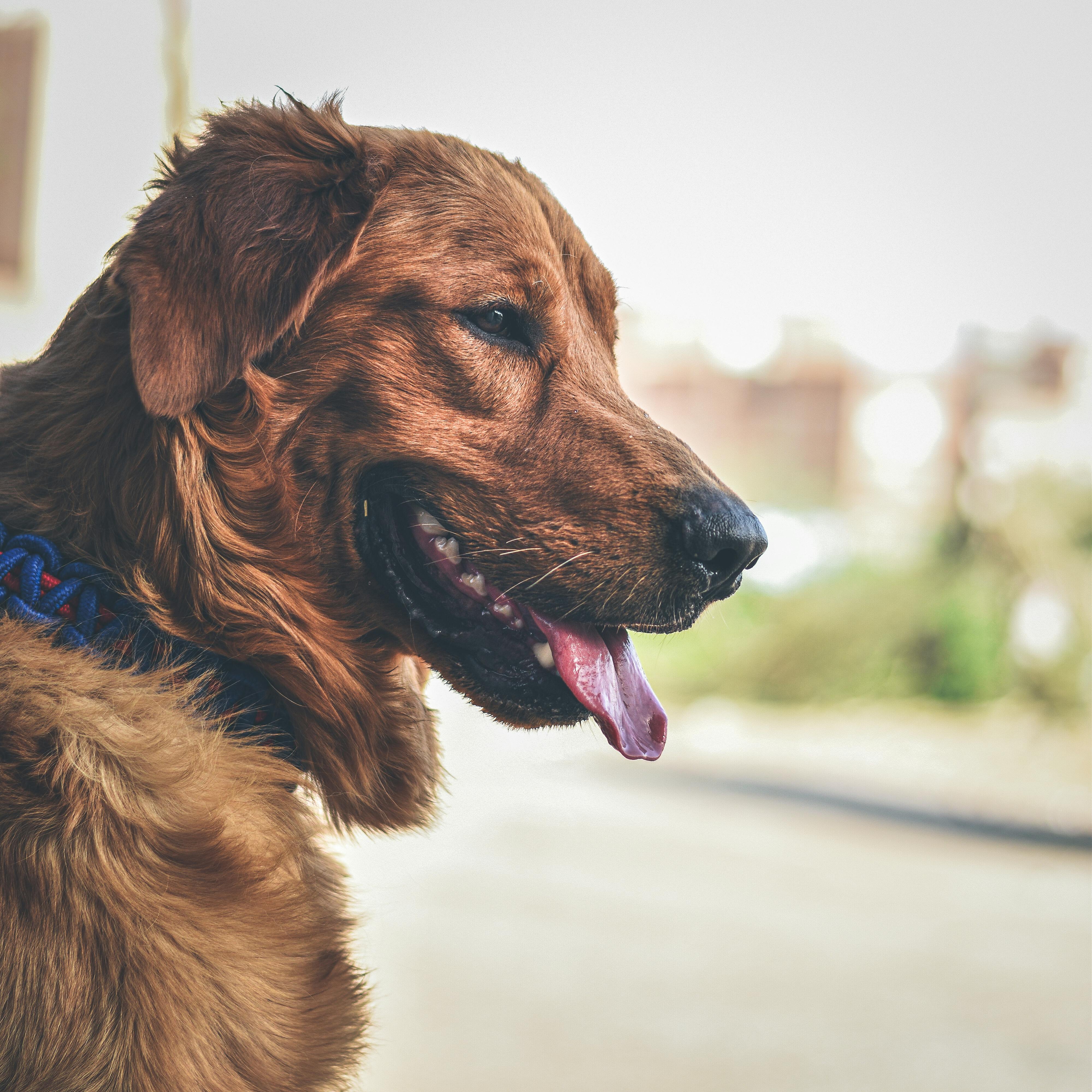 Close-up of a Dog · Free Stock Photo